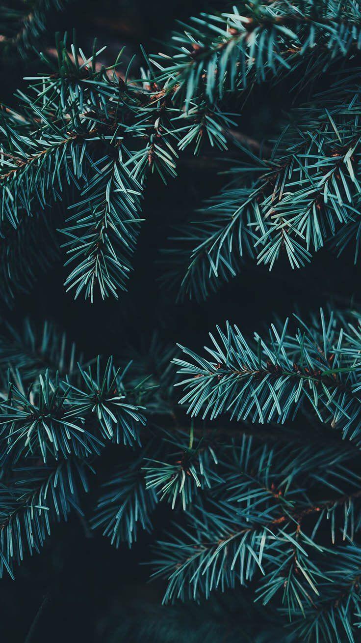Pine Tree Phone Wallpapers - Top Free Pine Tree Phone Backgrounds ...
