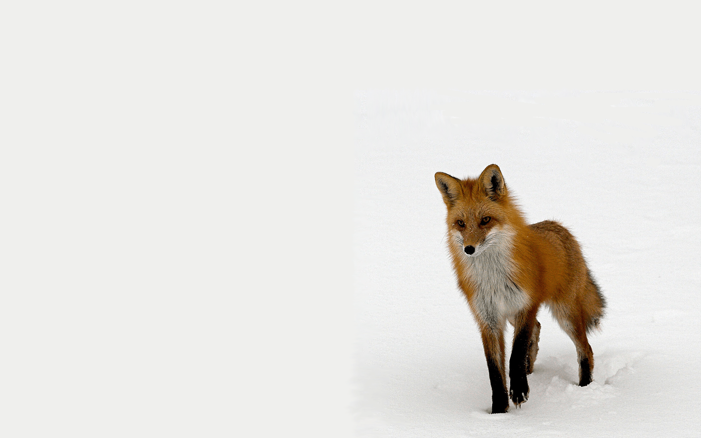 Animal Fox Wallpapers - Top Free Animal Fox Backgrounds - WallpaperAccess