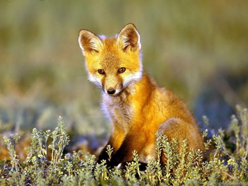 Animal Fox Wallpapers - Top Free Animal Fox Backgrounds - WallpaperAccess