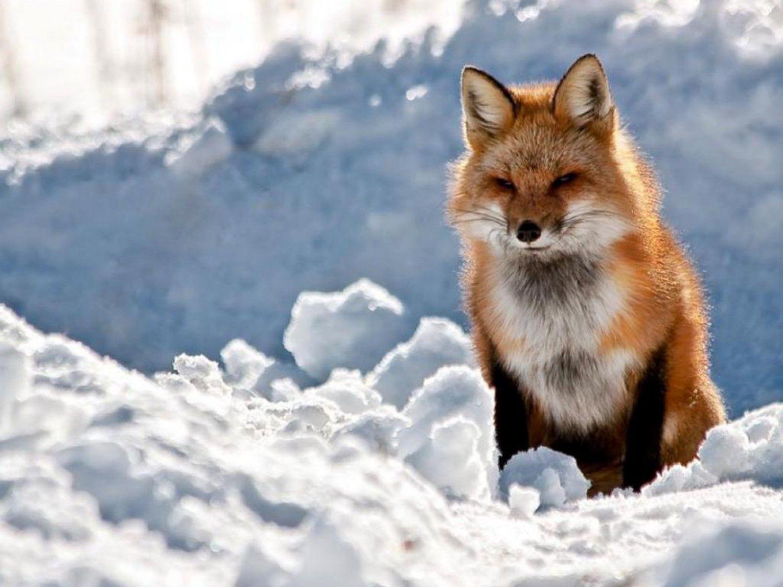 Animal Fox Wallpapers - Top Free Animal Fox Backgrounds - WallpaperAccess