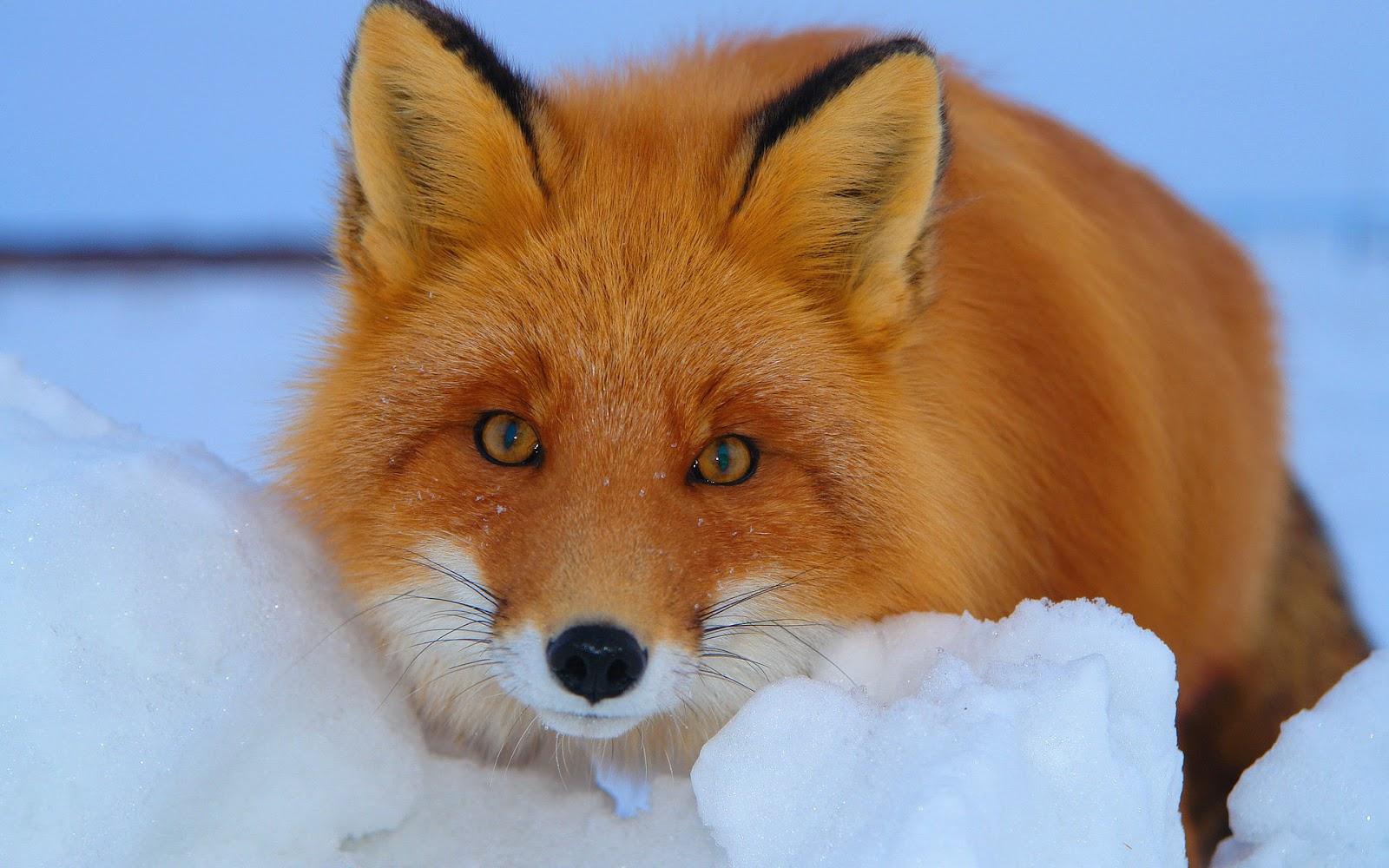 Animal Fox Wallpapers - Top Free Animal Fox Backgrounds - WallpaperAccess