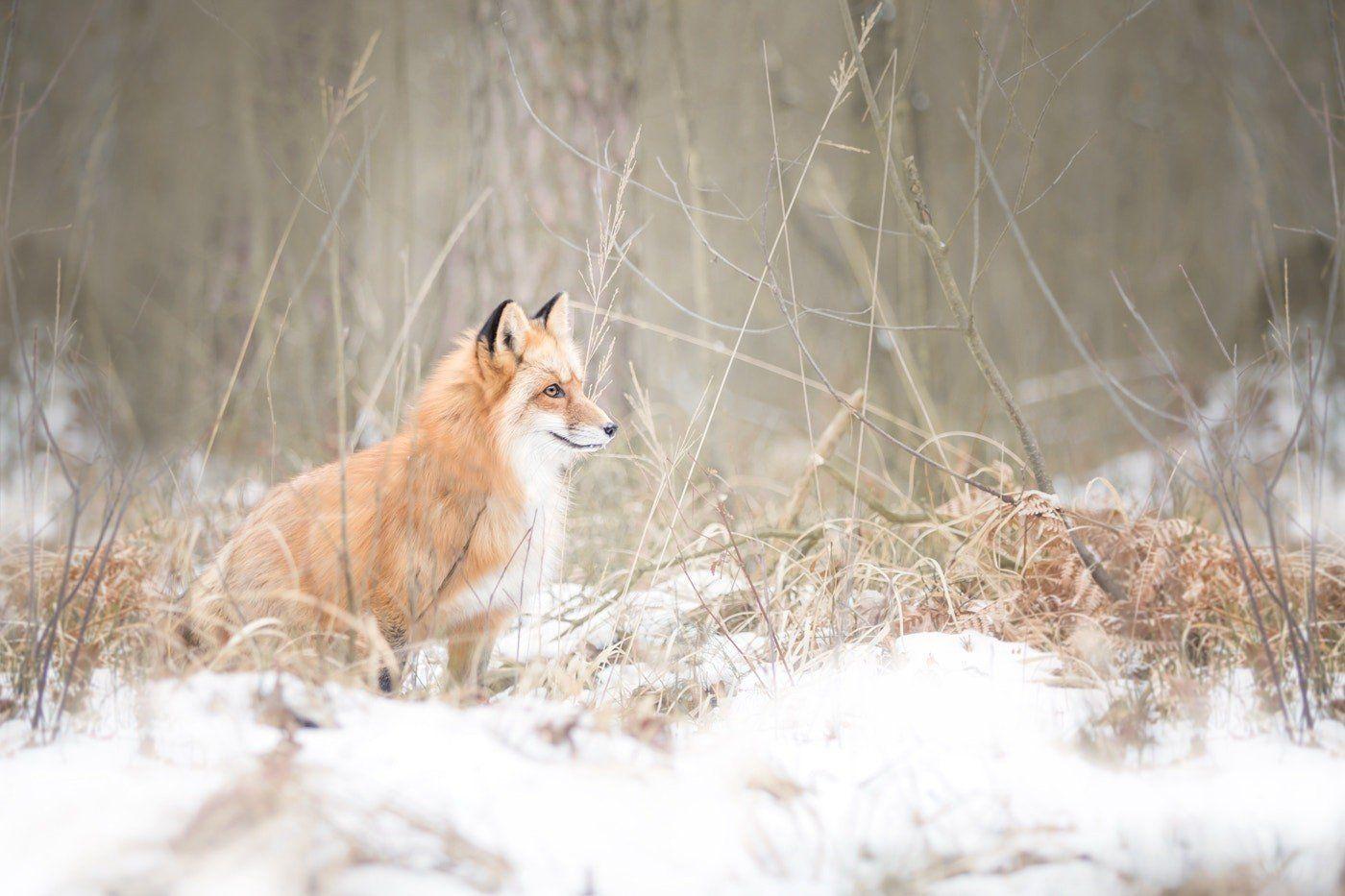 Animal Fox Wallpapers - Top Free Animal Fox Backgrounds - WallpaperAccess