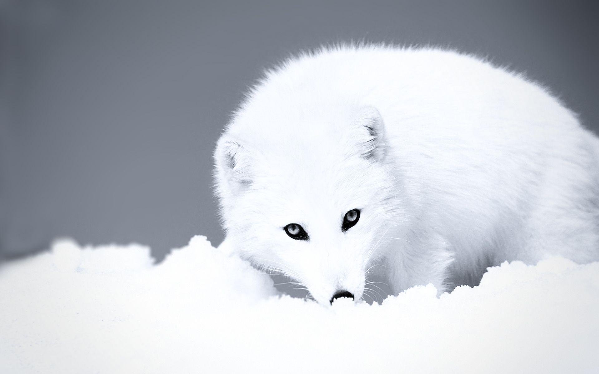 Animal Fox Wallpapers - Top Free Animal Fox Backgrounds - WallpaperAccess