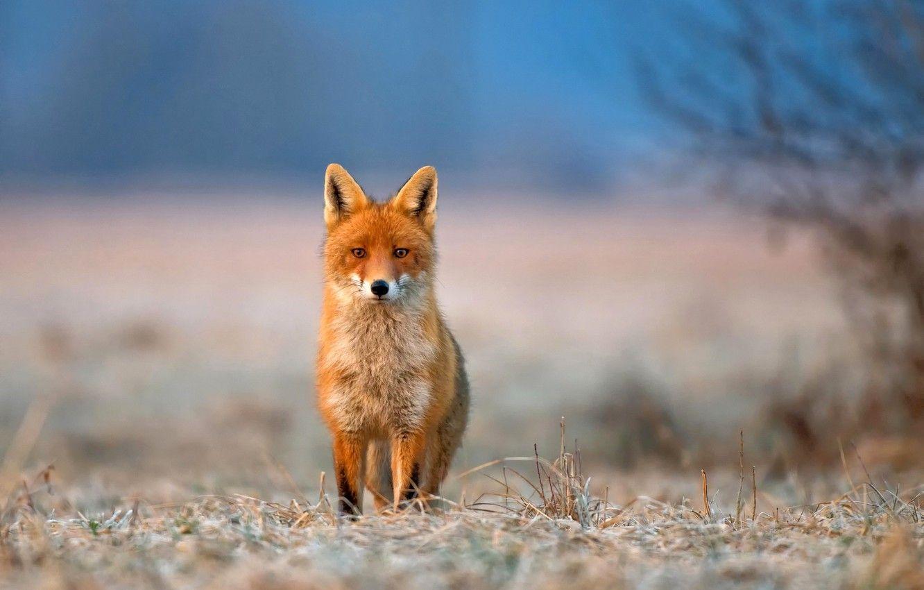 Animal Fox Wallpapers - Top Free Animal Fox Backgrounds - WallpaperAccess