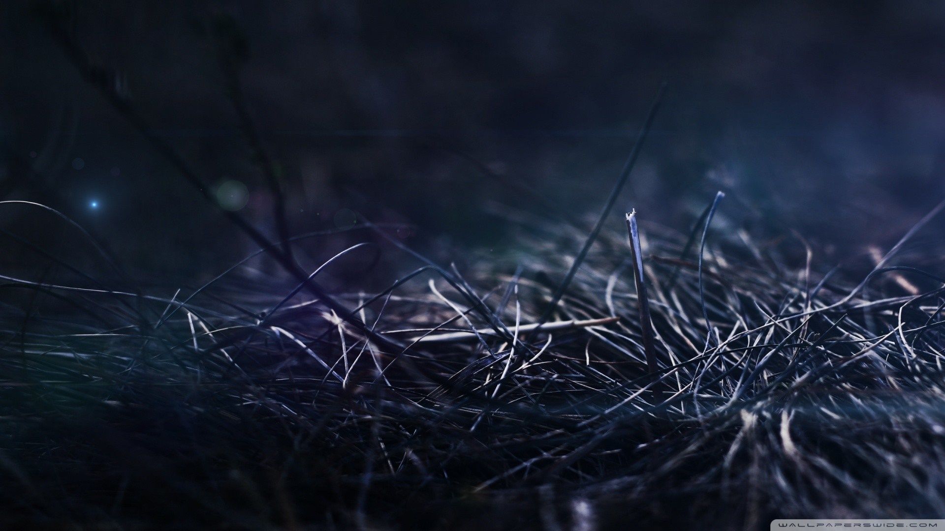 Night Grass Wallpapers - Top Free Night Grass Backgrounds - WallpaperAccess