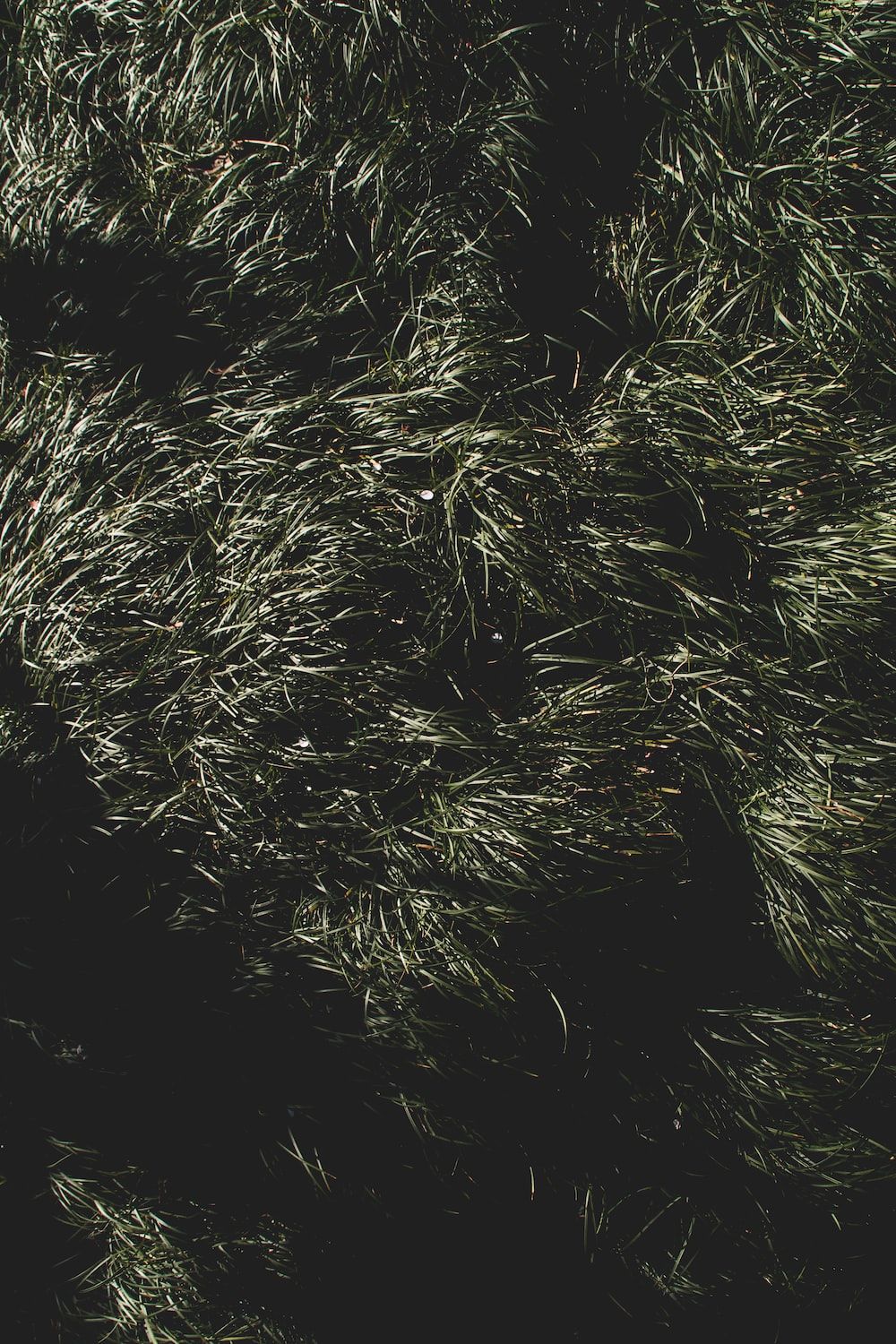 Night Grass Wallpapers Top Free Night Grass Backgrounds Wallpaperaccess