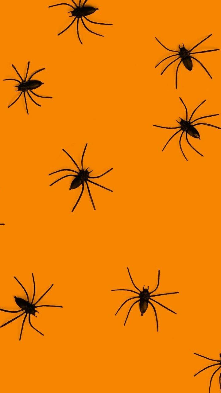 Halloween Spider Wallpapers - Top Free Halloween Spider Backgrounds ...