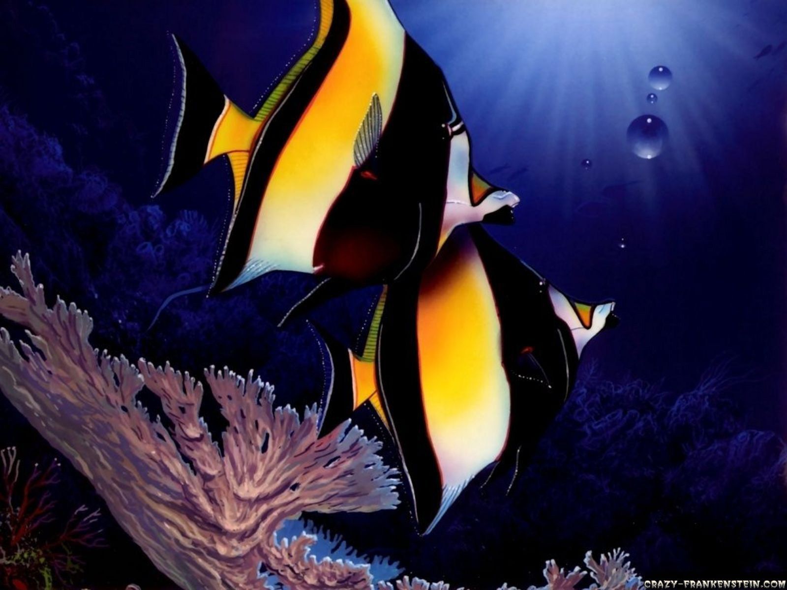 Angelfish Wallpapers - Top Free Angelfish Backgrounds - WallpaperAccess