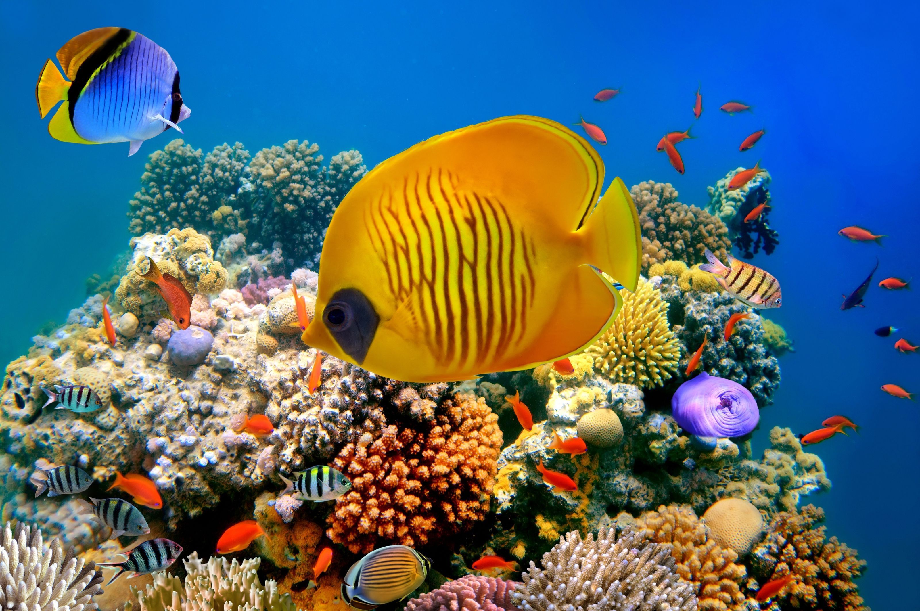 Angelfish Wallpapers - Top Free Angelfish Backgrounds - WallpaperAccess