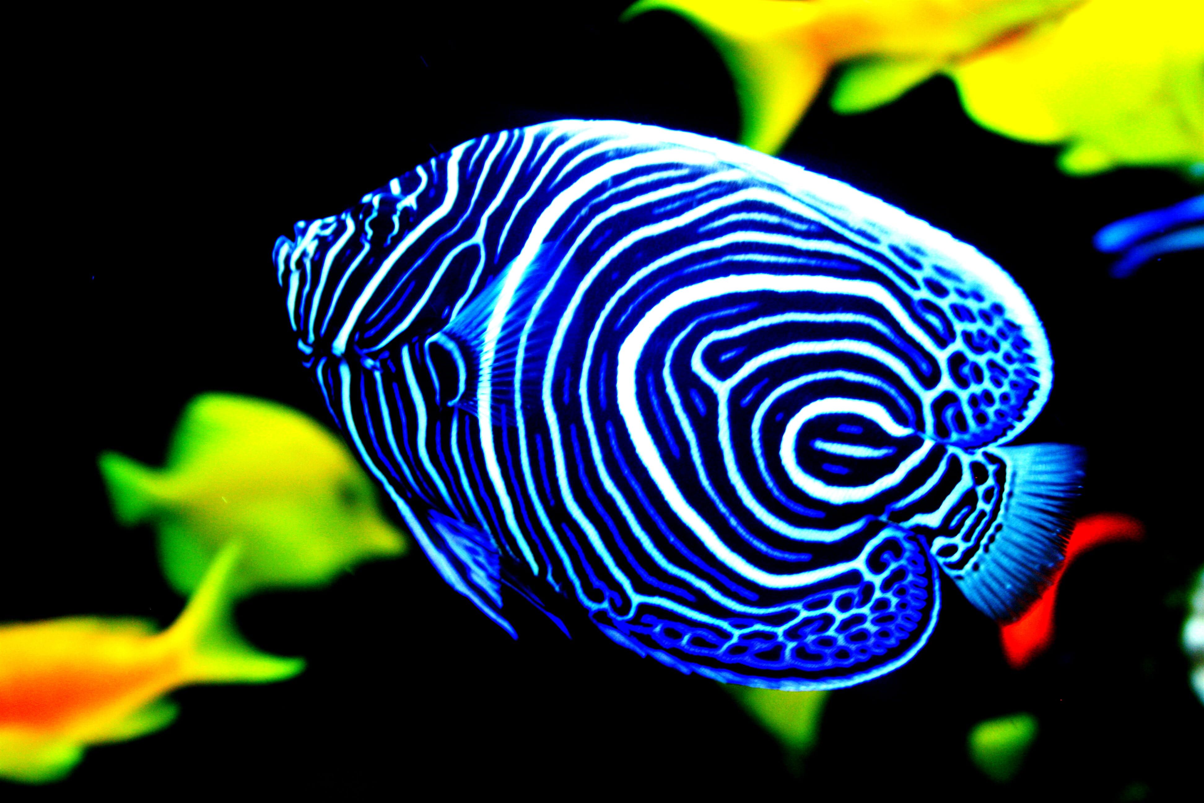 Angelfish Wallpapers - Top Free Angelfish Backgrounds - WallpaperAccess