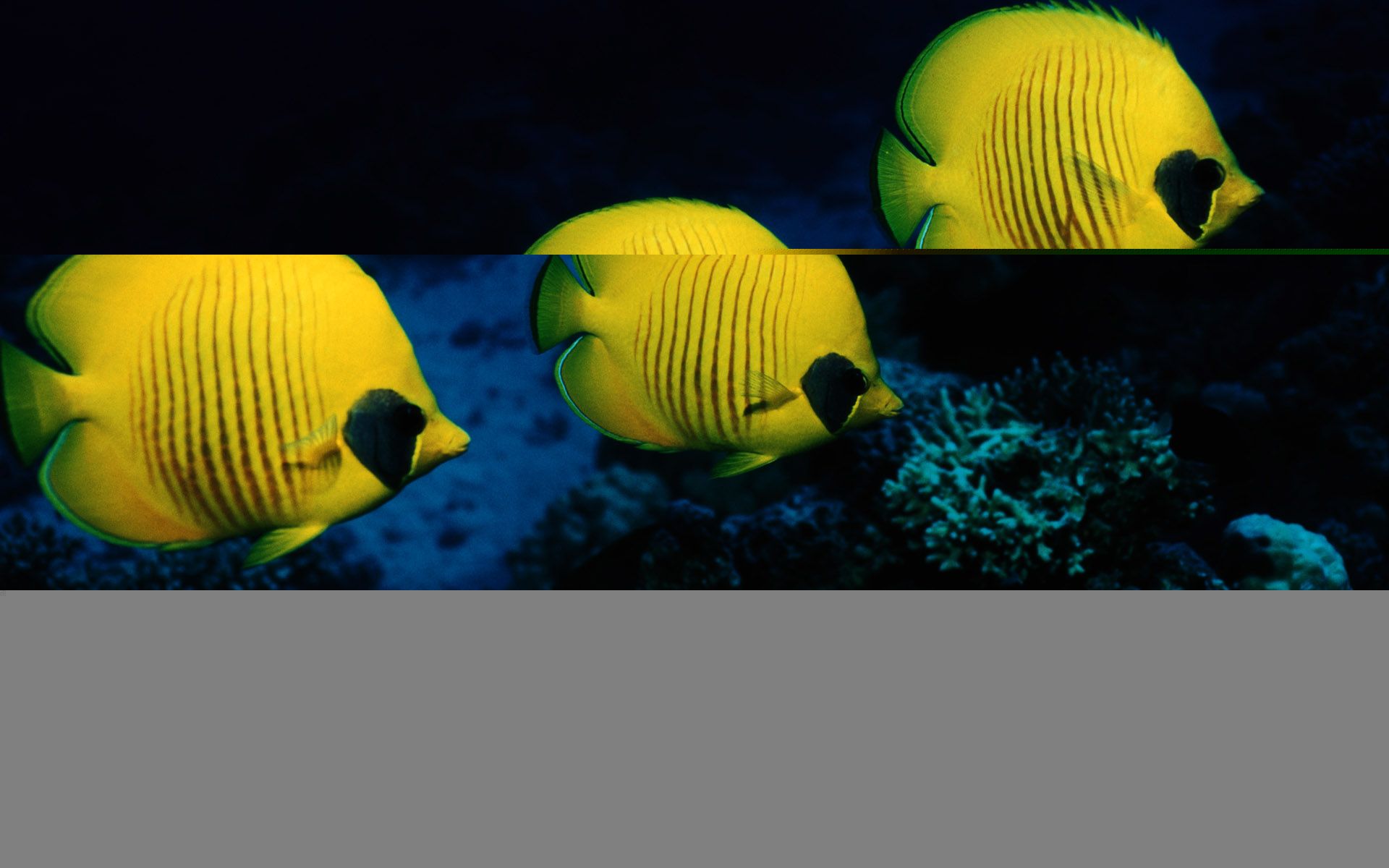 Angelfish Wallpapers - Top Free Angelfish Backgrounds - WallpaperAccess