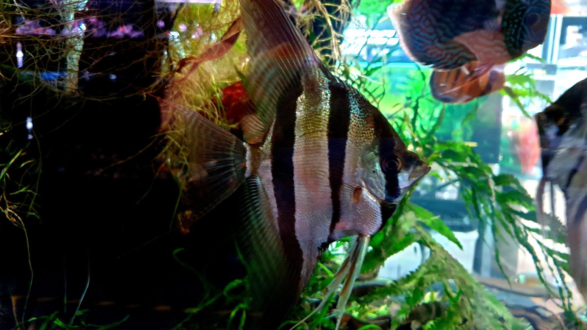 Angelfish Wallpapers - Top Free Angelfish Backgrounds - WallpaperAccess