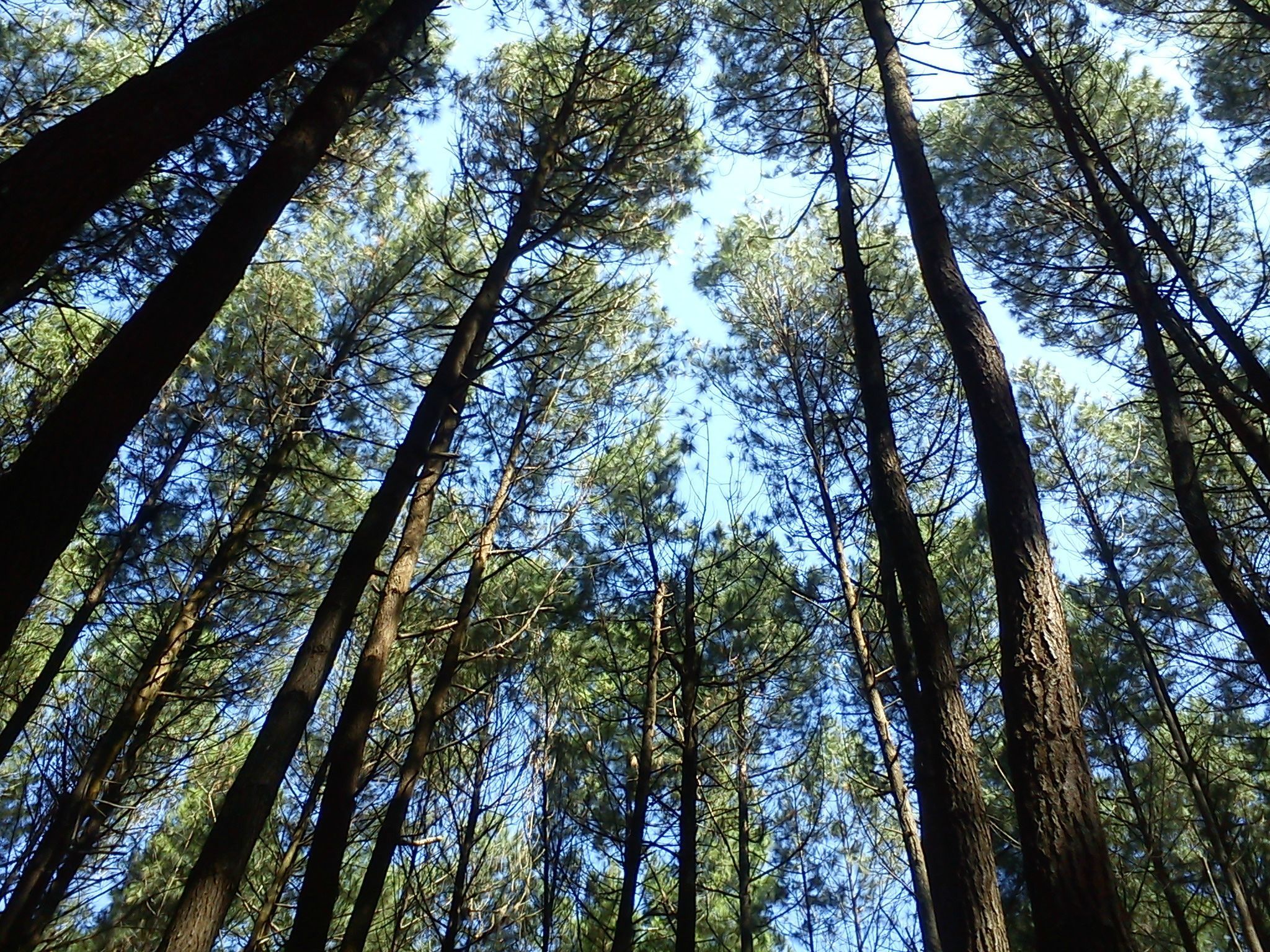 Pinus Wallpapers - Top Free Pinus Backgrounds - WallpaperAccess