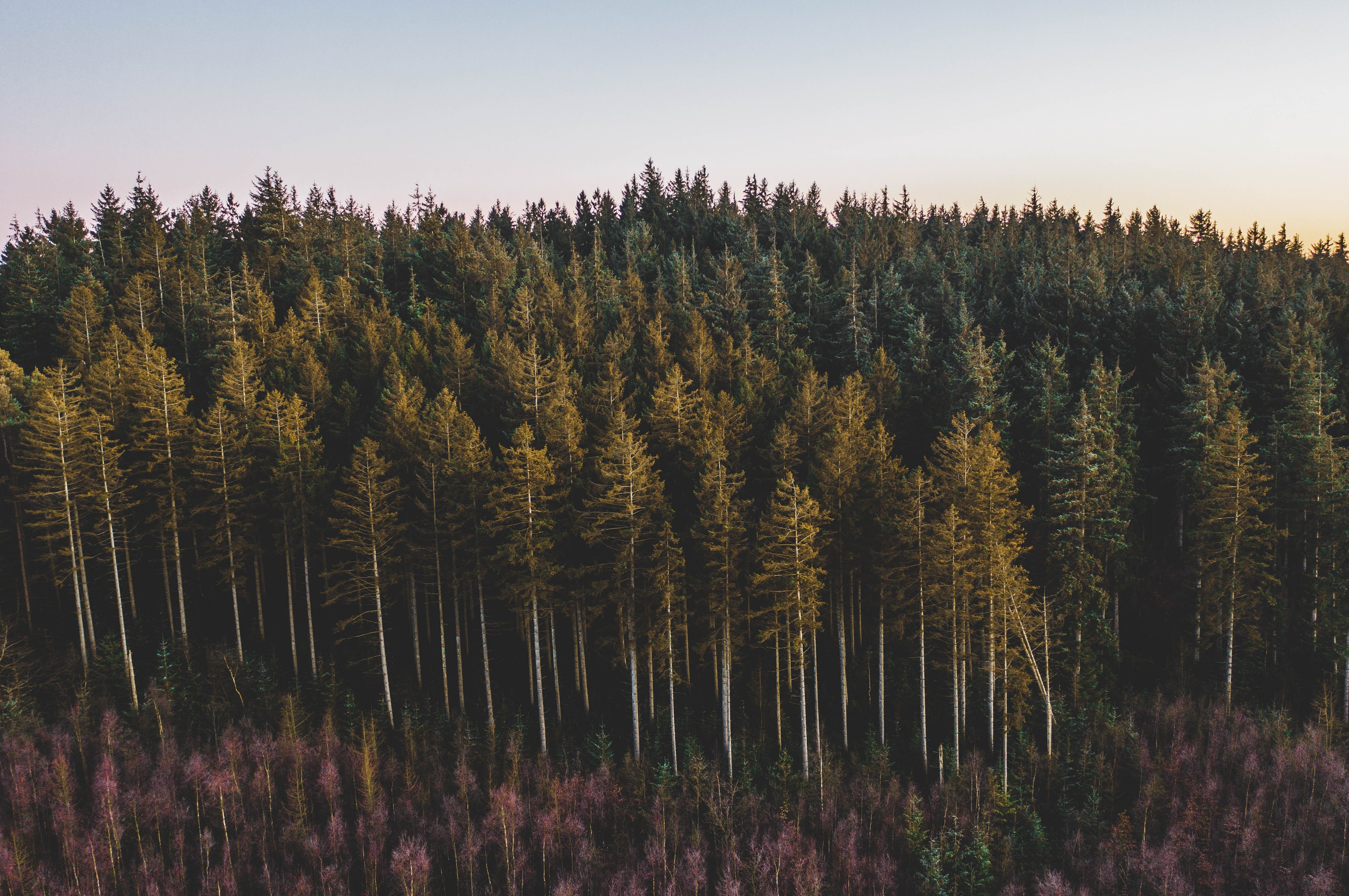 Pinus Wallpapers - Top Free Pinus Backgrounds - WallpaperAccess