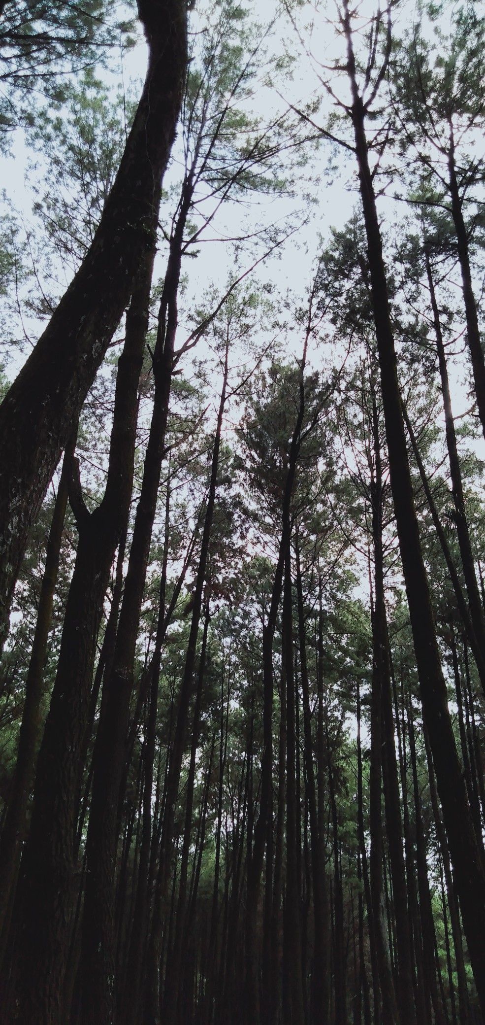 Pinus Wallpapers - Top Free Pinus Backgrounds - WallpaperAccess