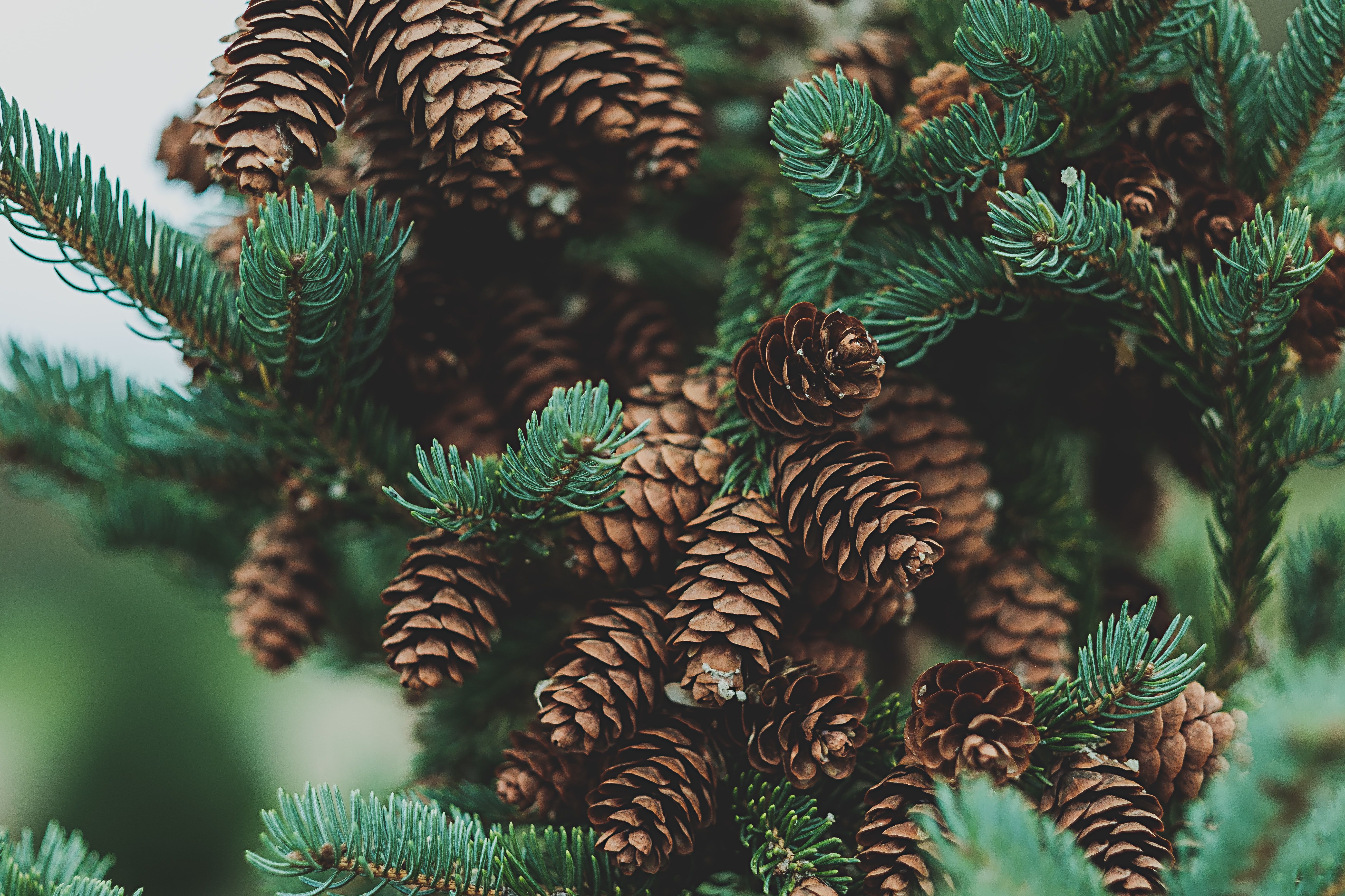 Pinus Wallpapers - Top Free Pinus Backgrounds - WallpaperAccess