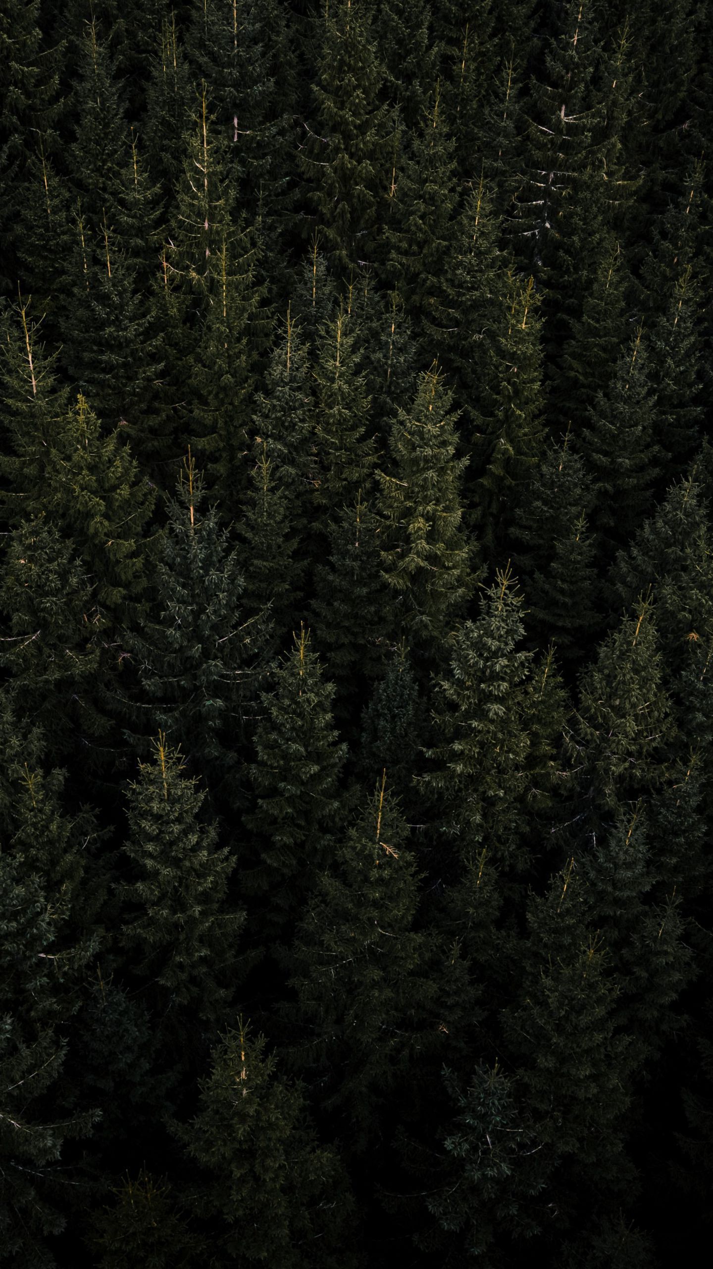 Pinus Wallpapers - Top Free Pinus Backgrounds - WallpaperAccess