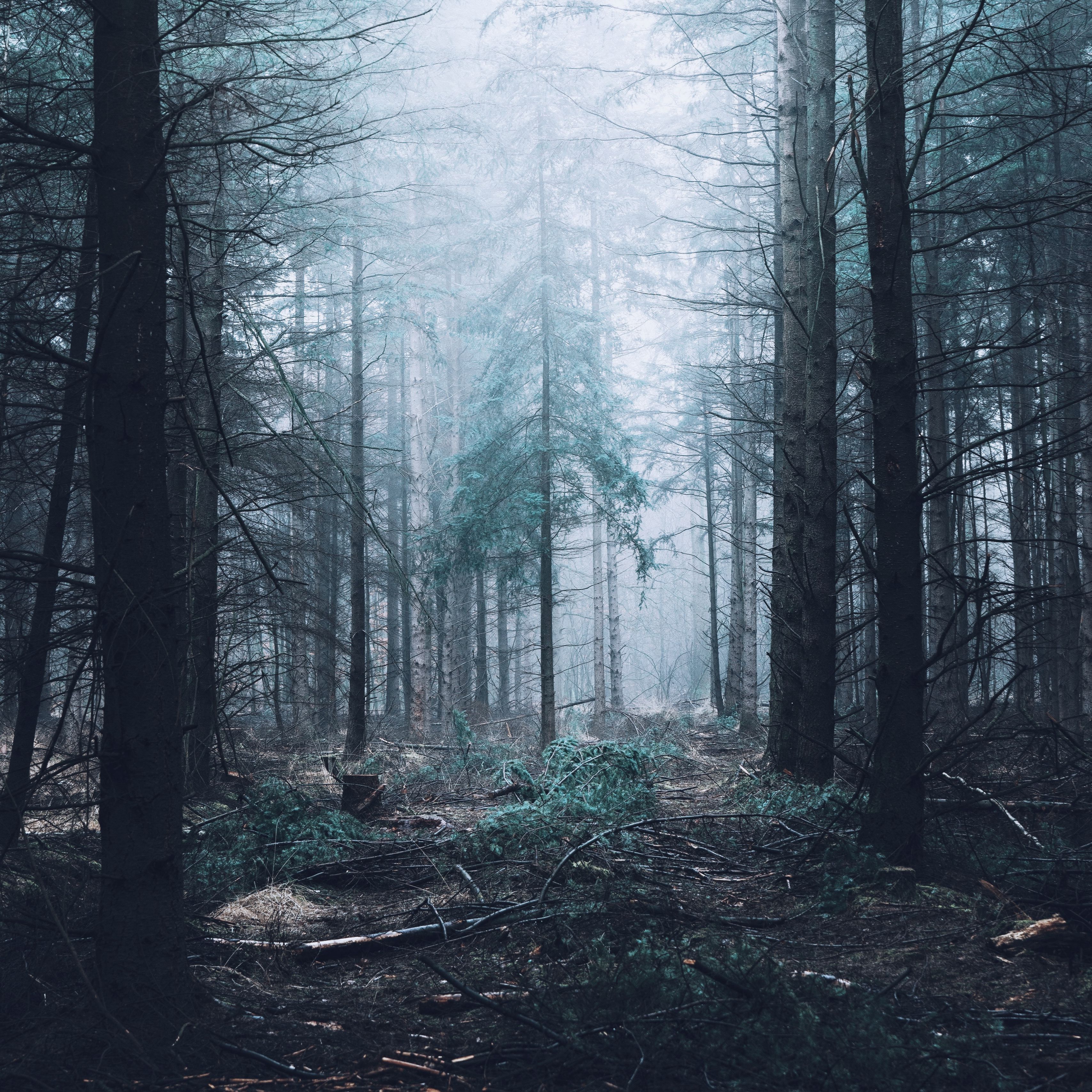 Pinus Wallpapers - Top Free Pinus Backgrounds - WallpaperAccess