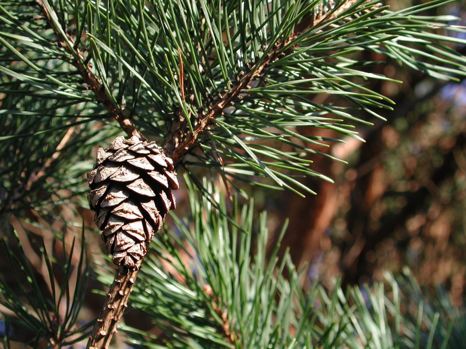 Pinus Wallpapers - Top Free Pinus Backgrounds - WallpaperAccess