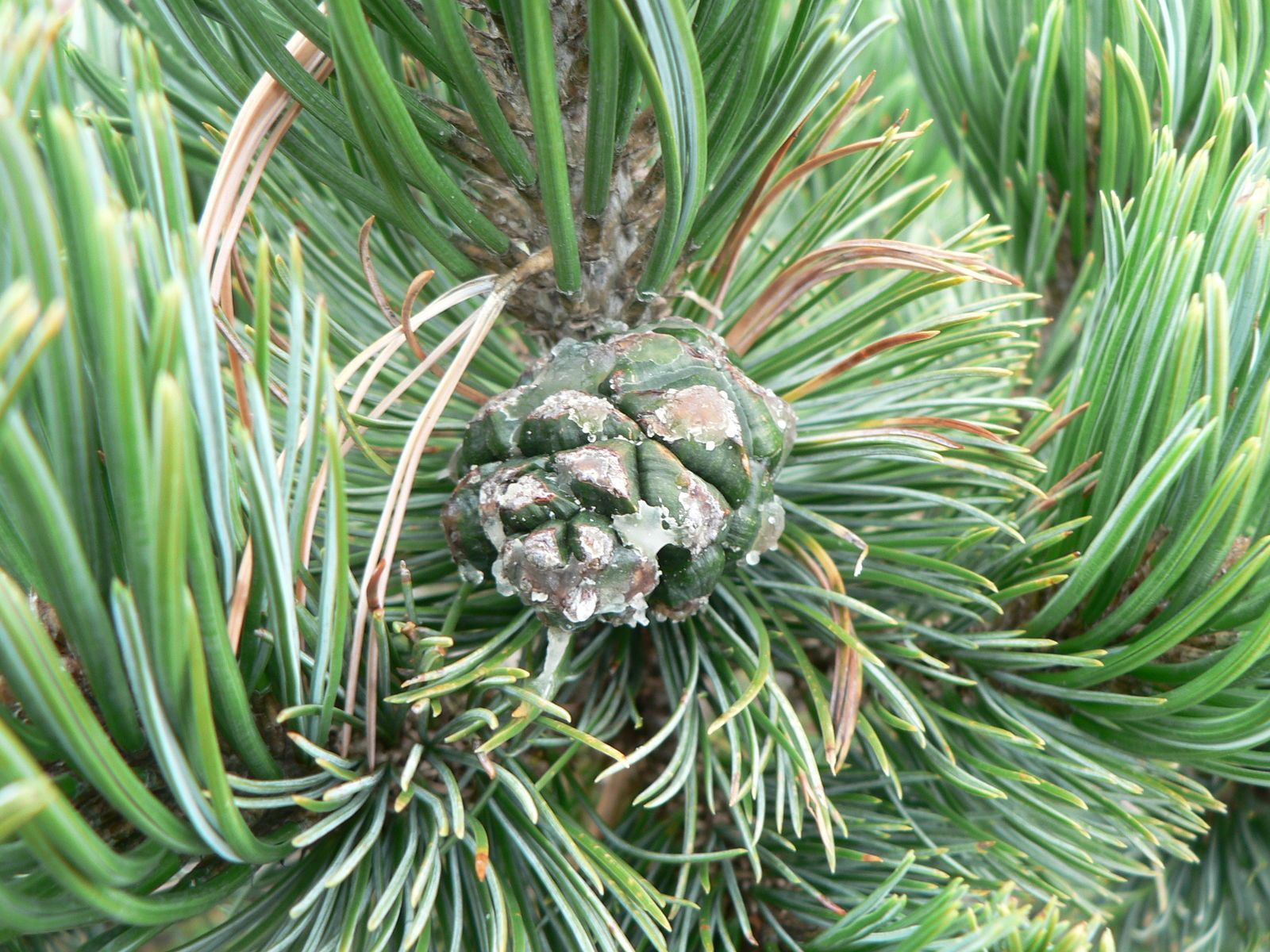 Pinus Wallpapers - Top Free Pinus Backgrounds - WallpaperAccess