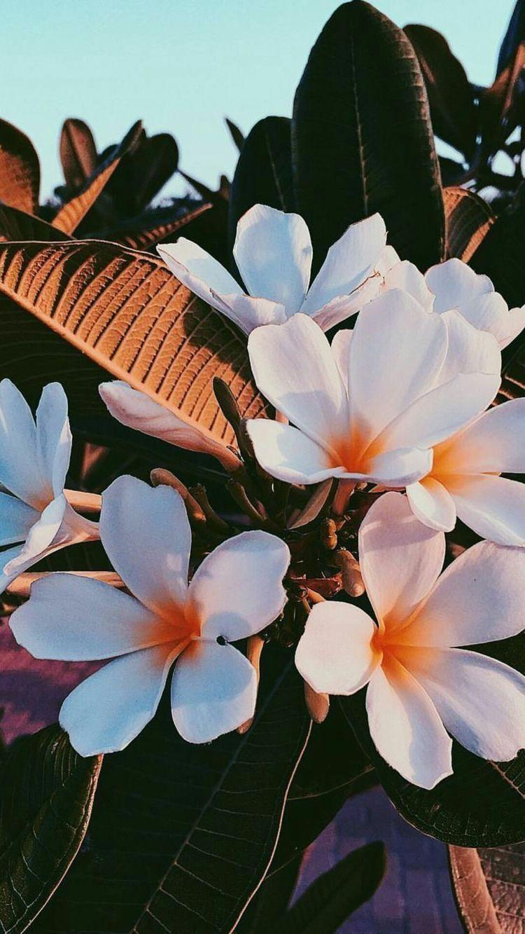 Cute Aesthetic Flower Wallpapers - Top Free Cute Aesthetic Flower ...