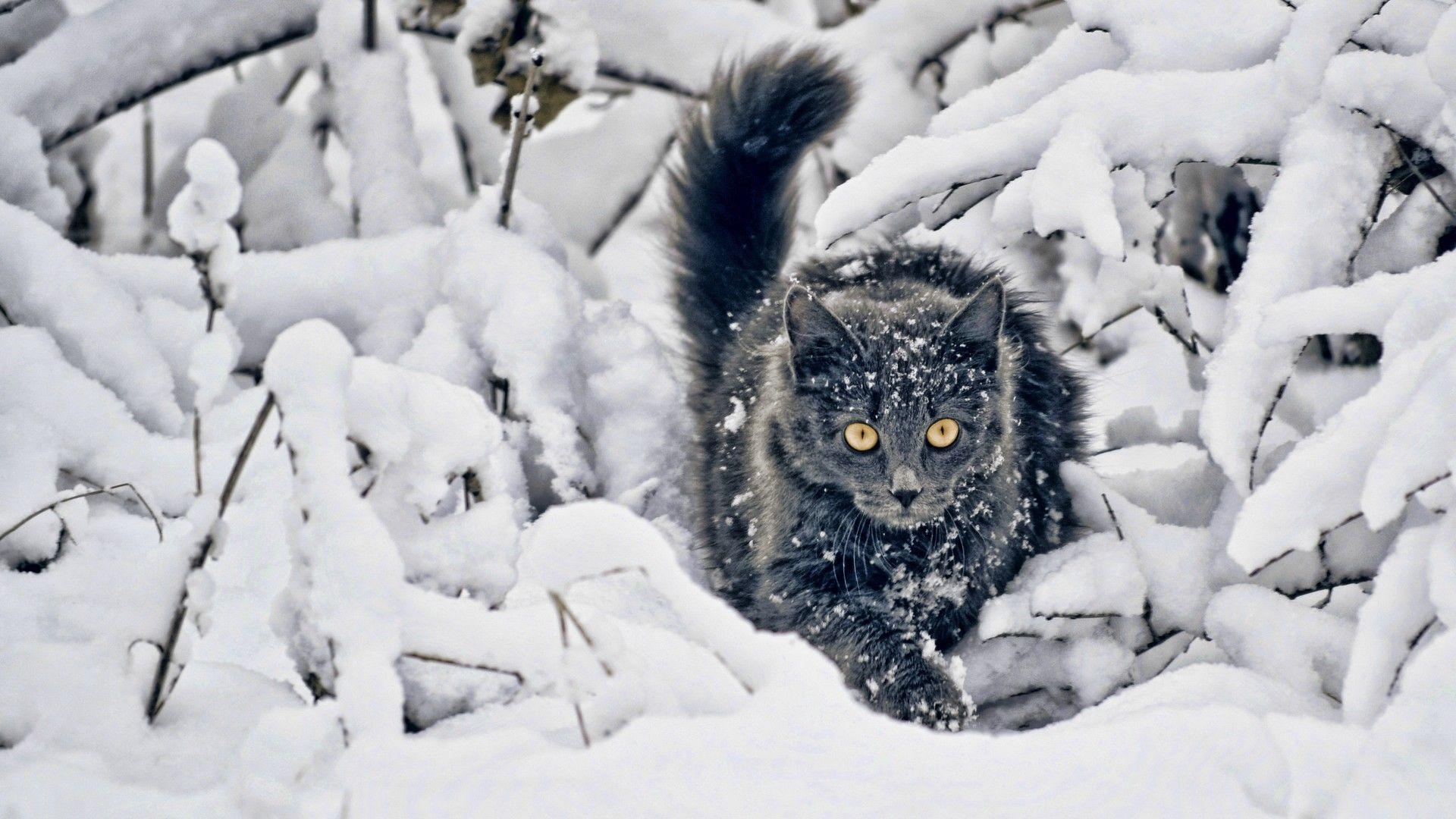 Winter Animals Desktop Wallpapers - Top Free Winter Animals Desktop ...