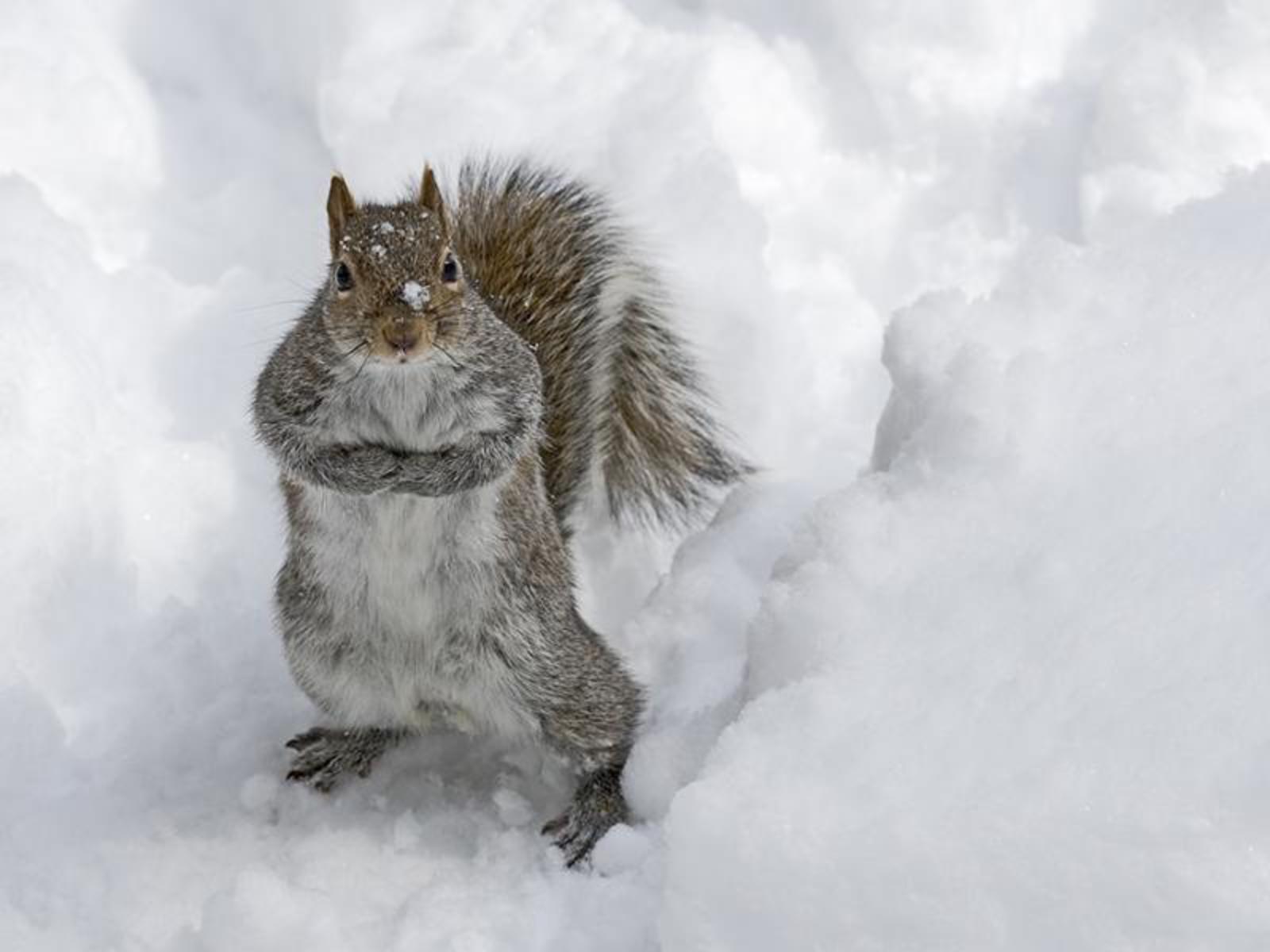 Beautiful Winter Animal Wallpapers - Top Free Beautiful Winter Animal ...