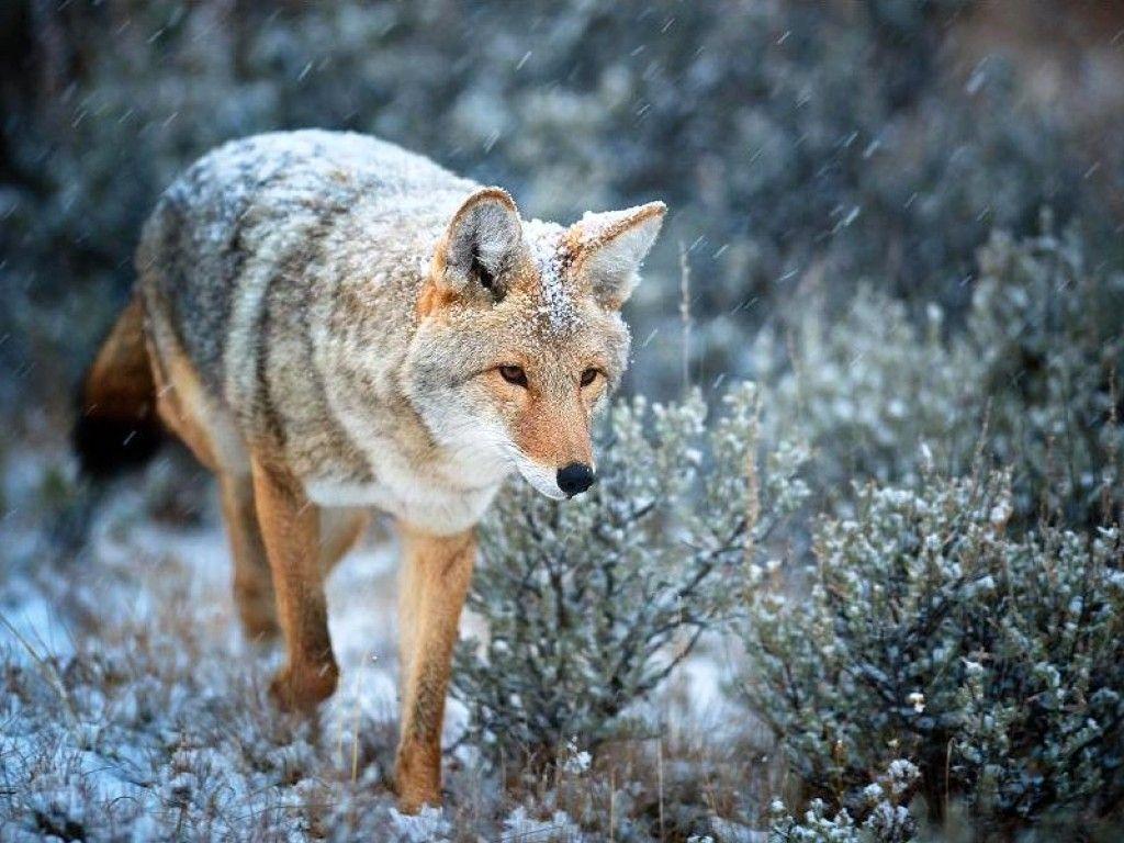 Beautiful Winter Animal Wallpapers - Top Free Beautiful Winter Animal ...