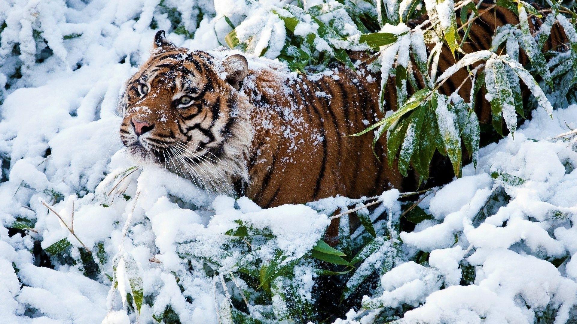 Beautiful Winter Animal Wallpapers - Top Free Beautiful Winter Animal ...