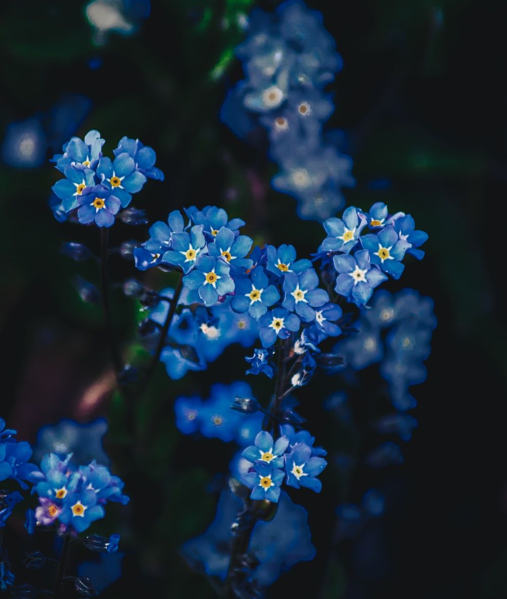 Forget Me Not Wallpapers - Top Free Forget Me Not Backgrounds ...