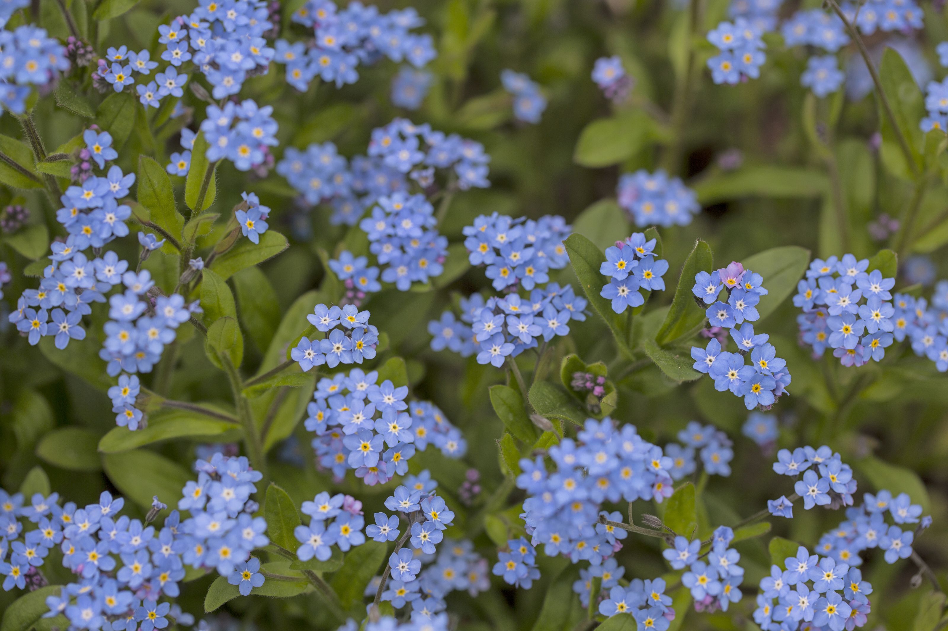 Forget Me Not Wallpapers - Top Free Forget Me Not Backgrounds ...