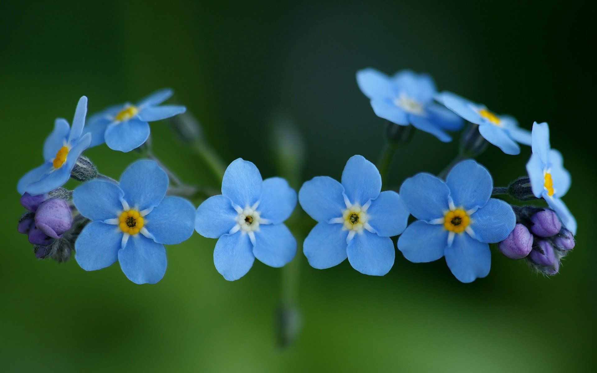 Forget Me Not Wallpapers - Top Free Forget Me Not Backgrounds ...