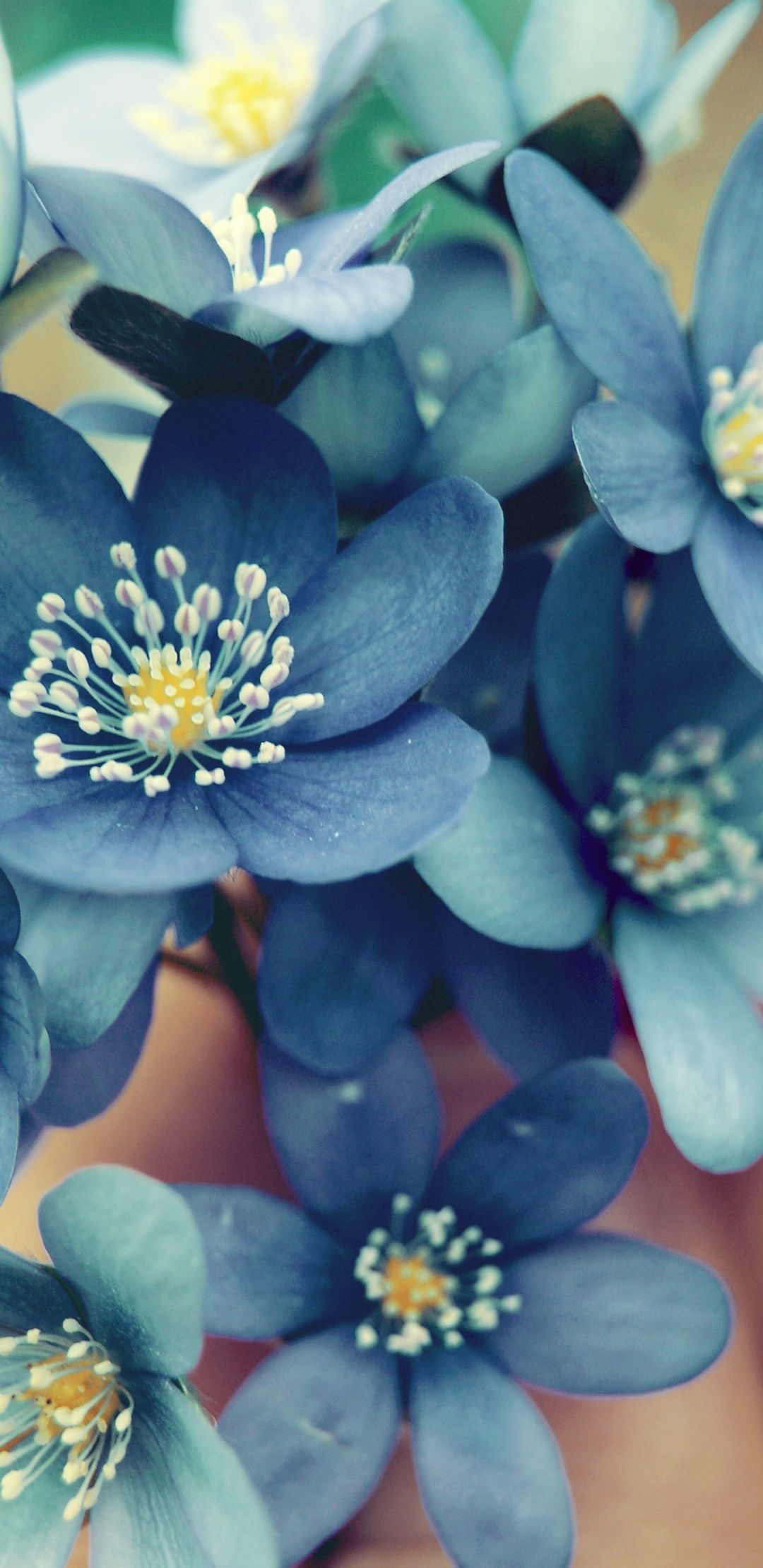Forget Me Not Wallpapers - Top Free Forget Me Not Backgrounds ...