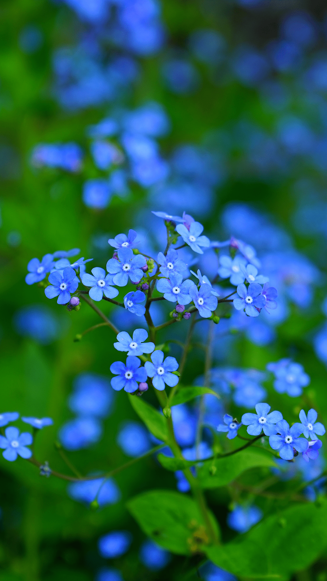 Forget Me Not Wallpapers - Top Free Forget Me Not Backgrounds ...