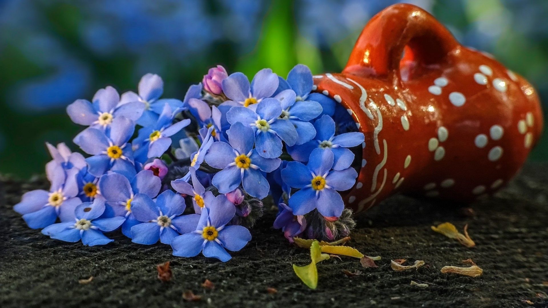 Forget Me Not Wallpapers - Top Free Forget Me Not Backgrounds ...