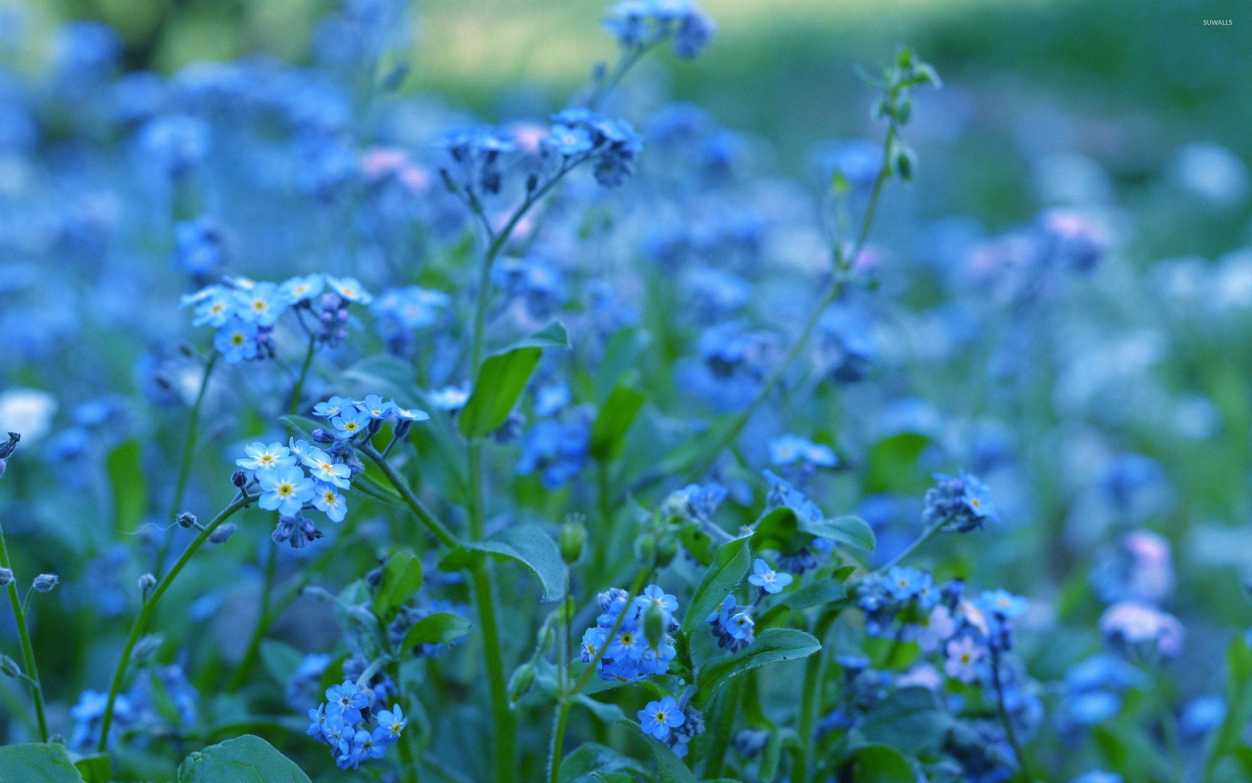 Forget Me Not Wallpapers - Top Free Forget Me Not Backgrounds ...