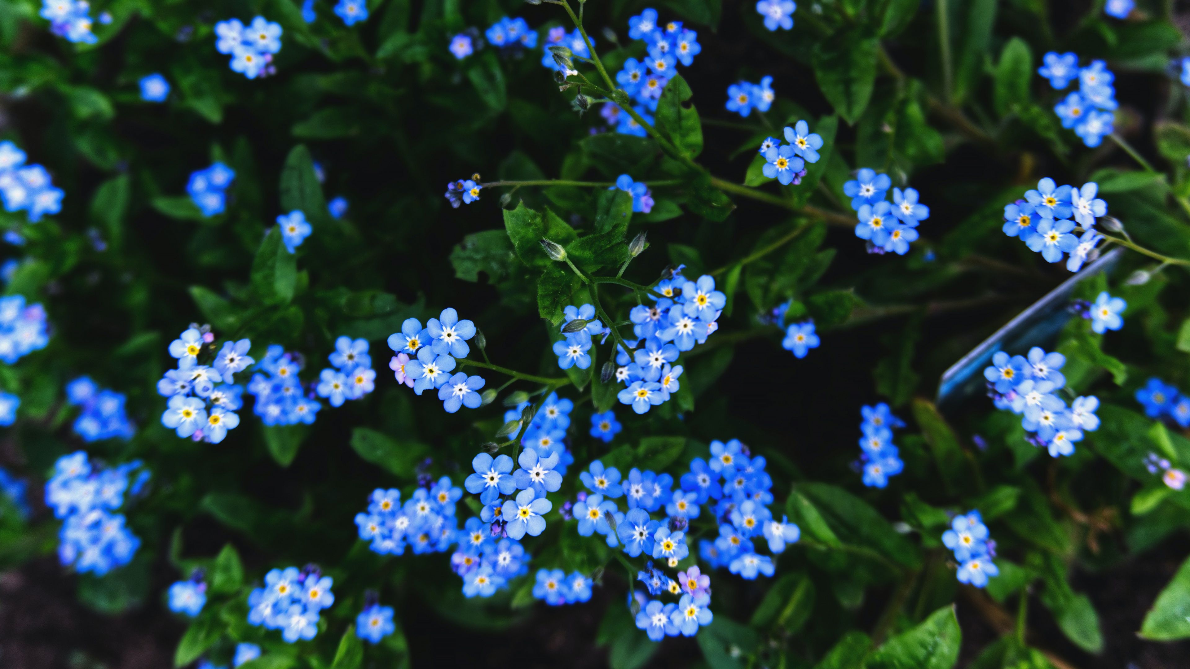 Forget Me Not Wallpapers - Top Free Forget Me Not Backgrounds ...