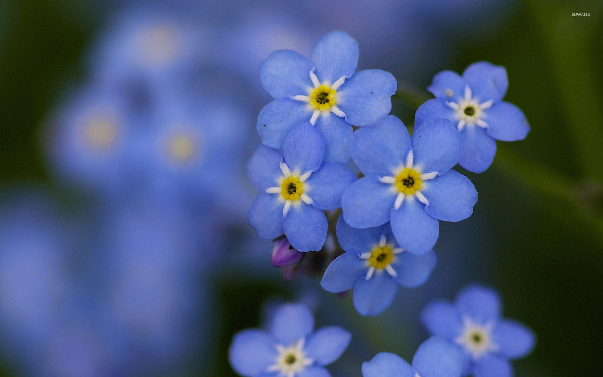 Forget Me Not Wallpapers - Top Free Forget Me Not Backgrounds ...