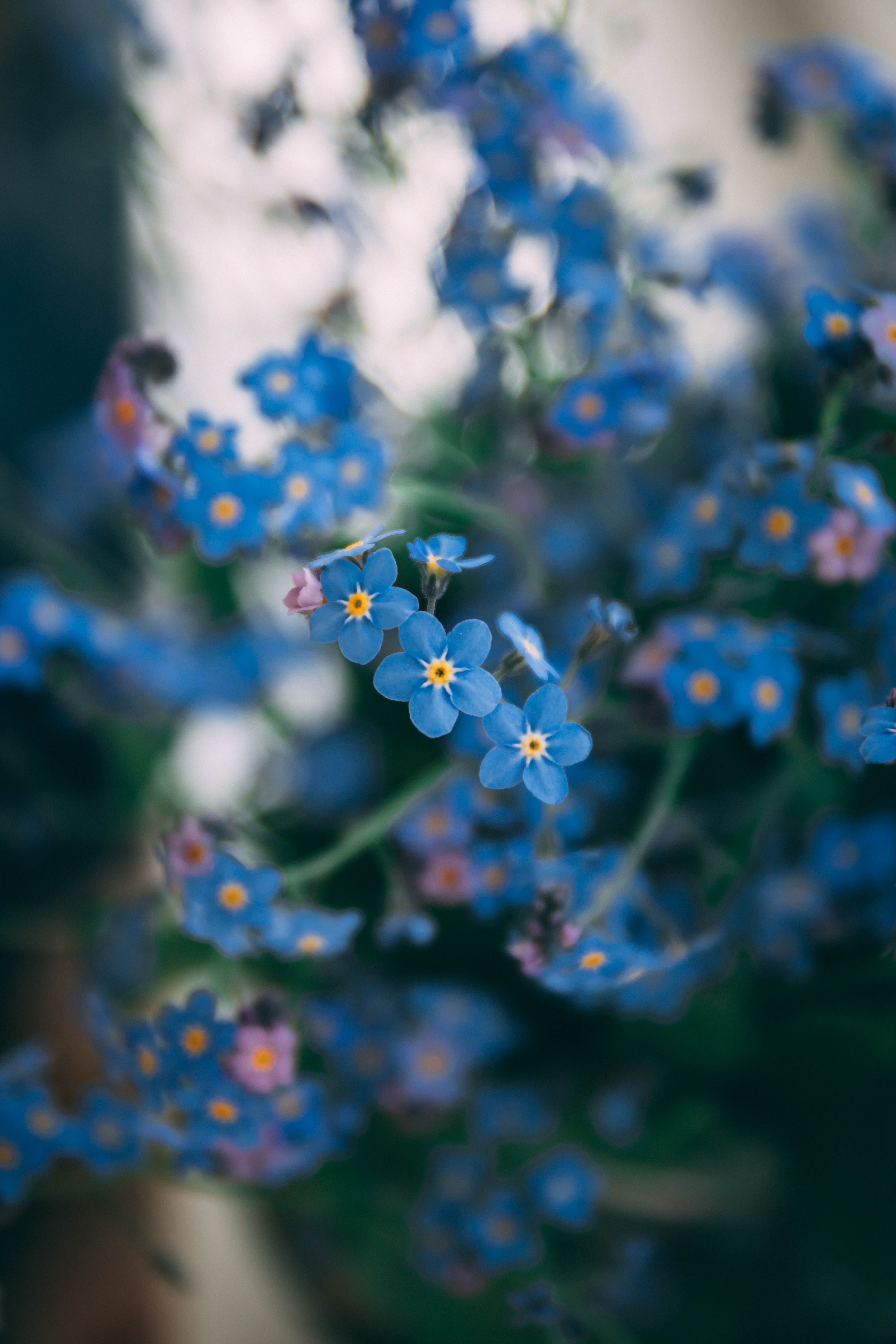 Forget Me Not Wallpapers - Top Free Forget Me Not Backgrounds ...