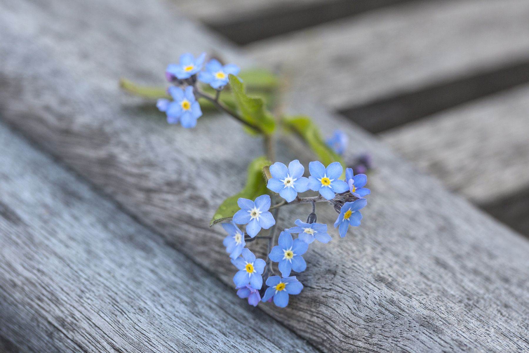 Forget Me Not Wallpapers - Top Free Forget Me Not Backgrounds ...