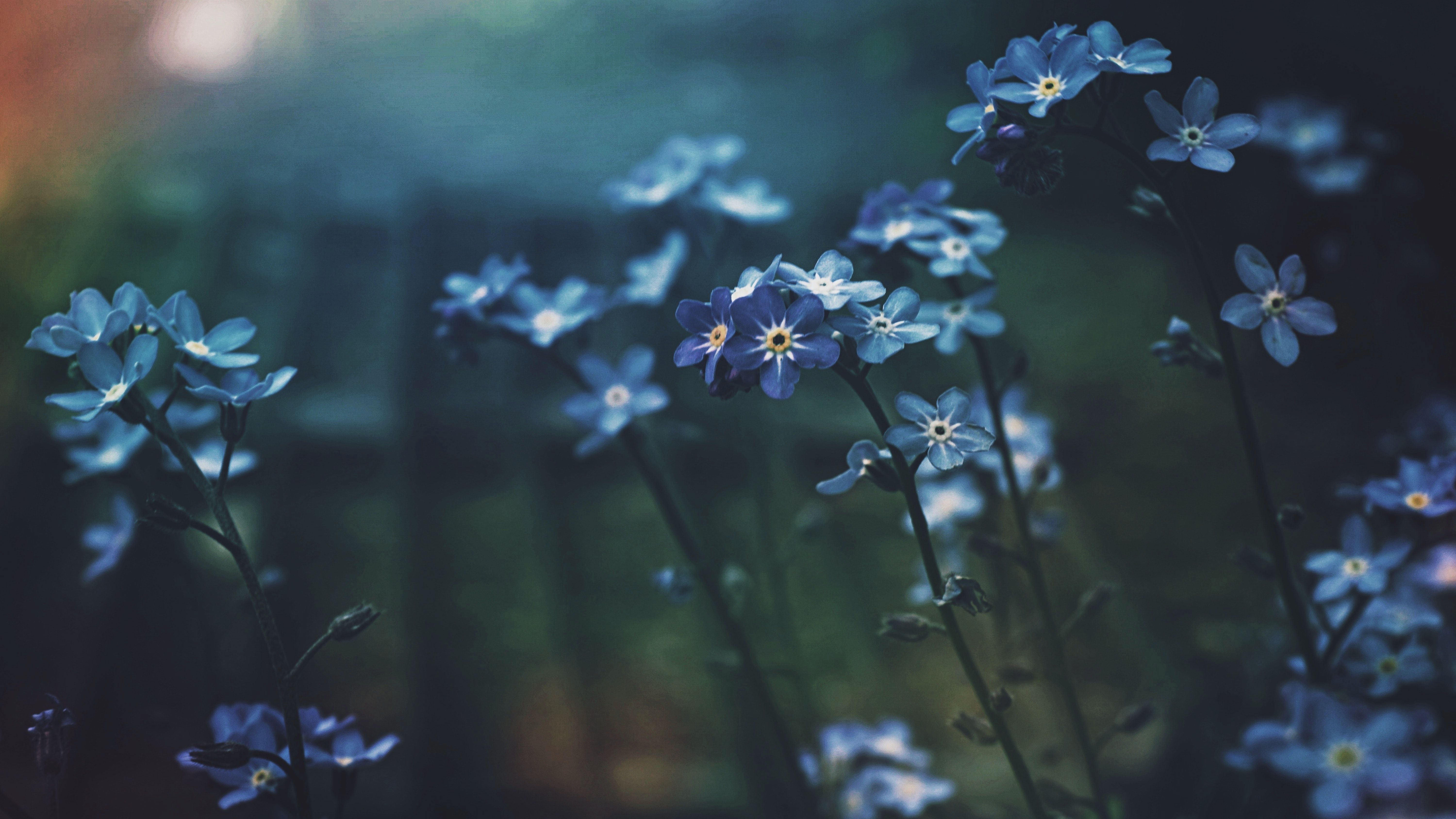 Forget Me Not Wallpapers - Top Free Forget Me Not Backgrounds ...