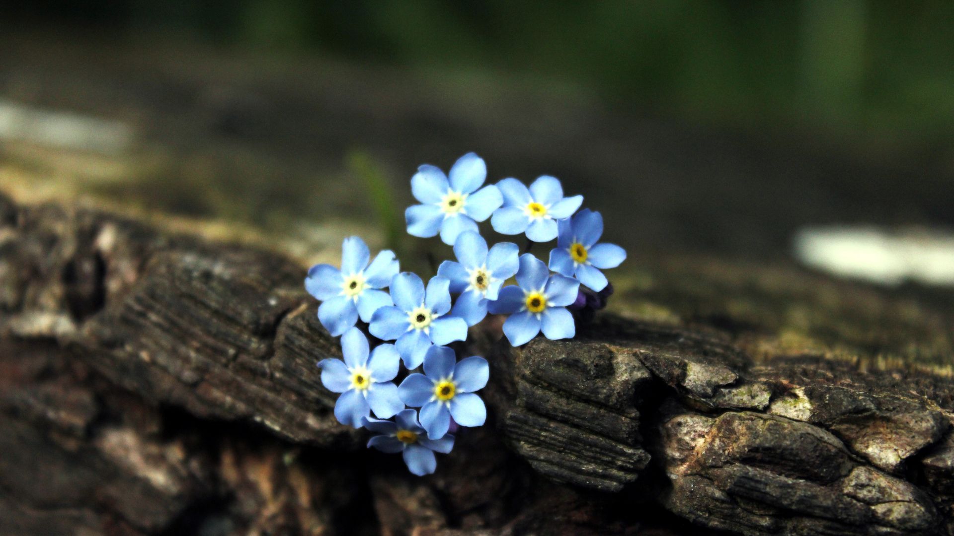 Forget Me Not Wallpapers - Top Free Forget Me Not Backgrounds ...