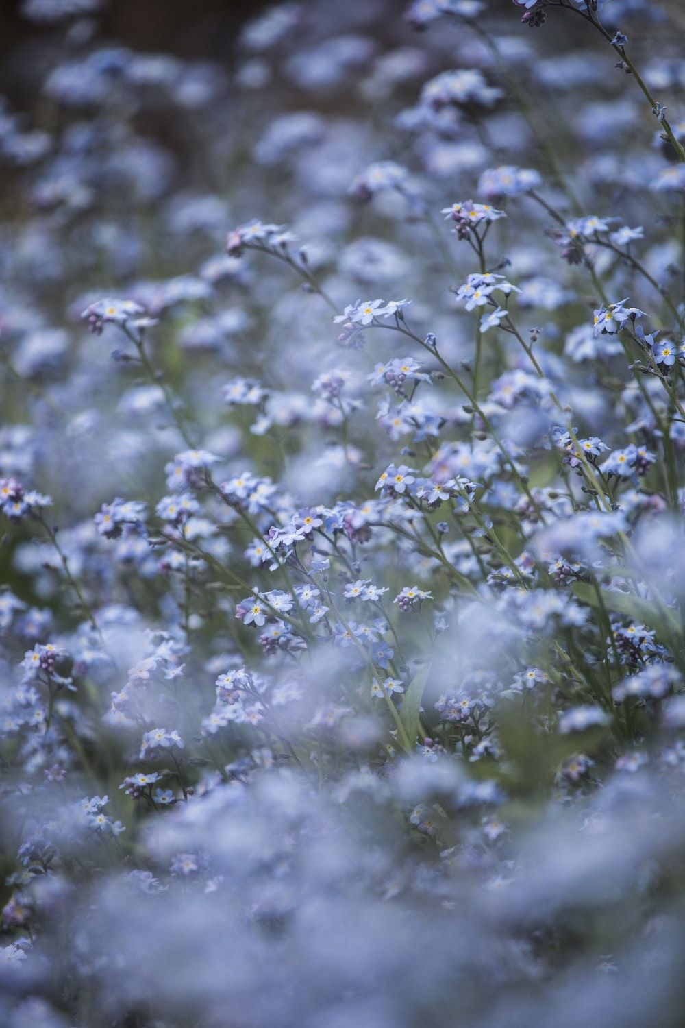 Forget Me Not Wallpapers - Top Free Forget Me Not Backgrounds ...