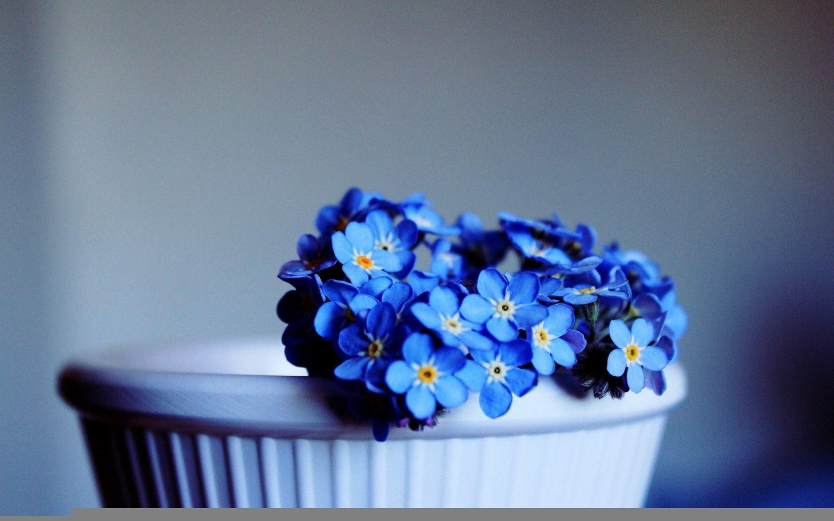 Forget Me Not Wallpapers - Top Free Forget Me Not Backgrounds ...