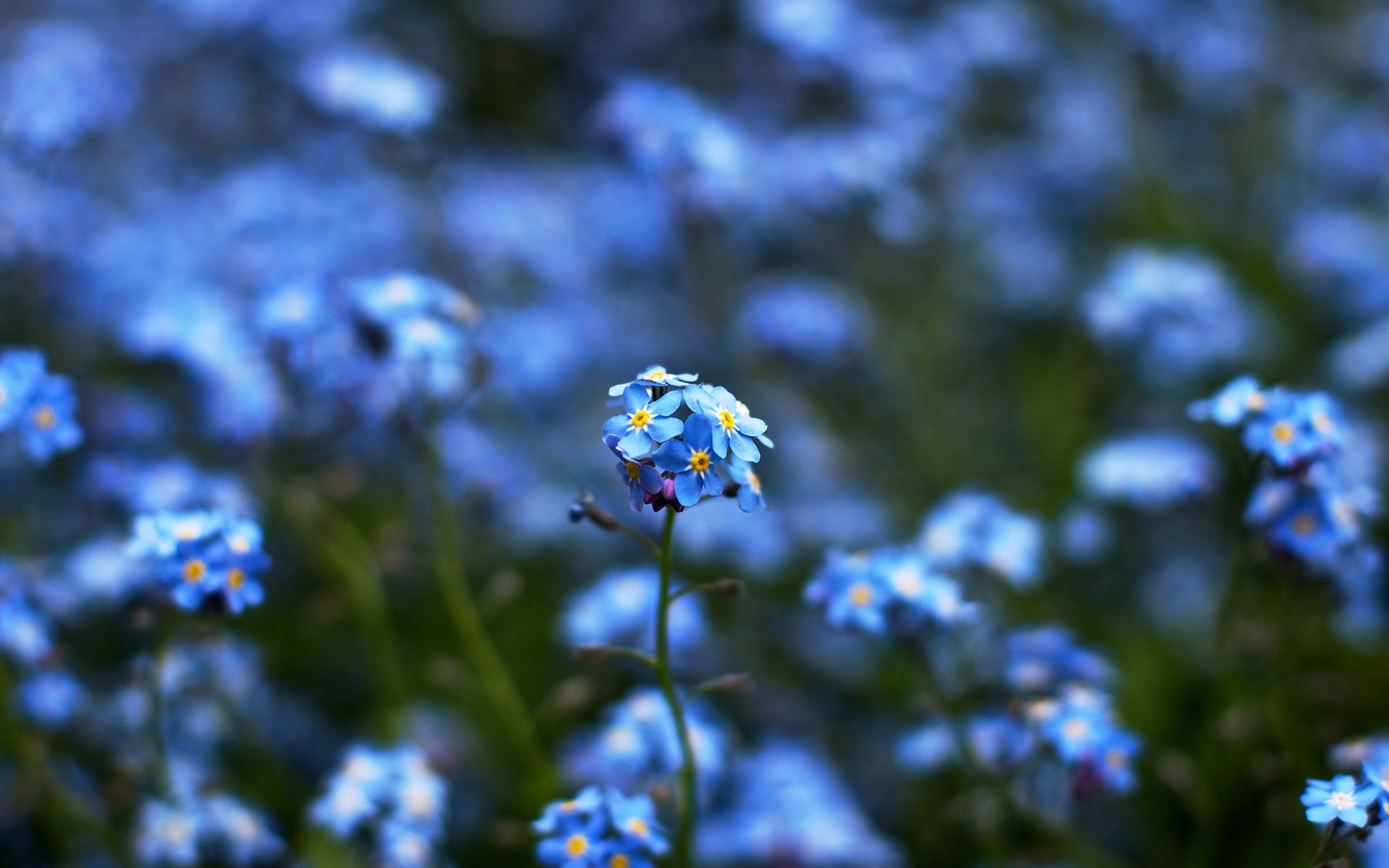 Forget Me Not Wallpapers - Top Free Forget Me Not Backgrounds ...