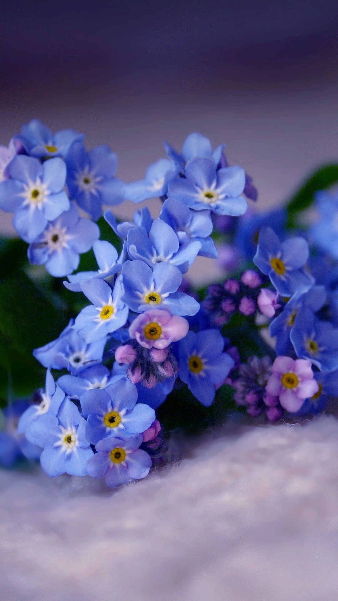 Forget Me Not Wallpapers - Top Free Forget Me Not Backgrounds ...