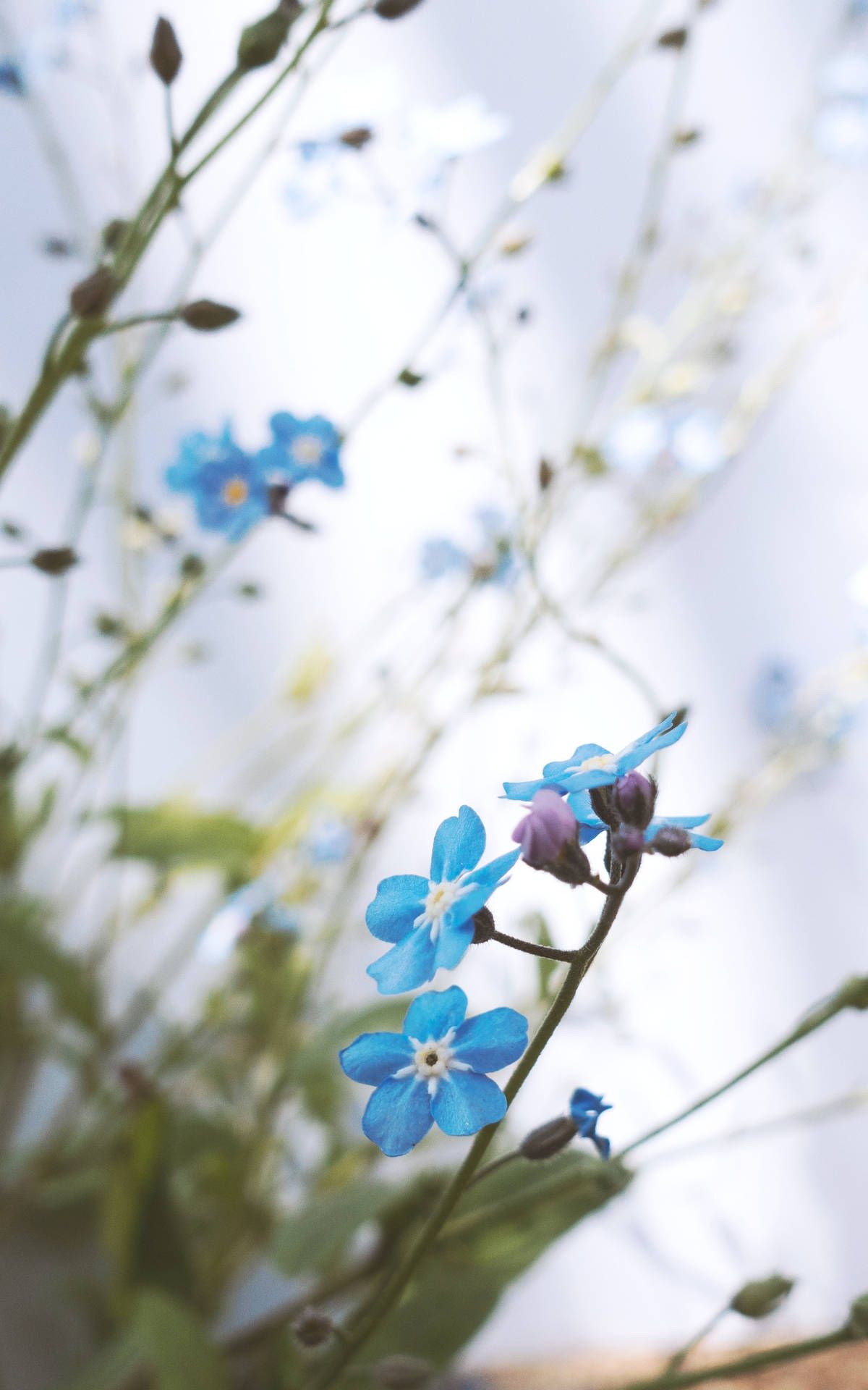 Forget Me Not Wallpapers - Top Free Forget Me Not Backgrounds ...