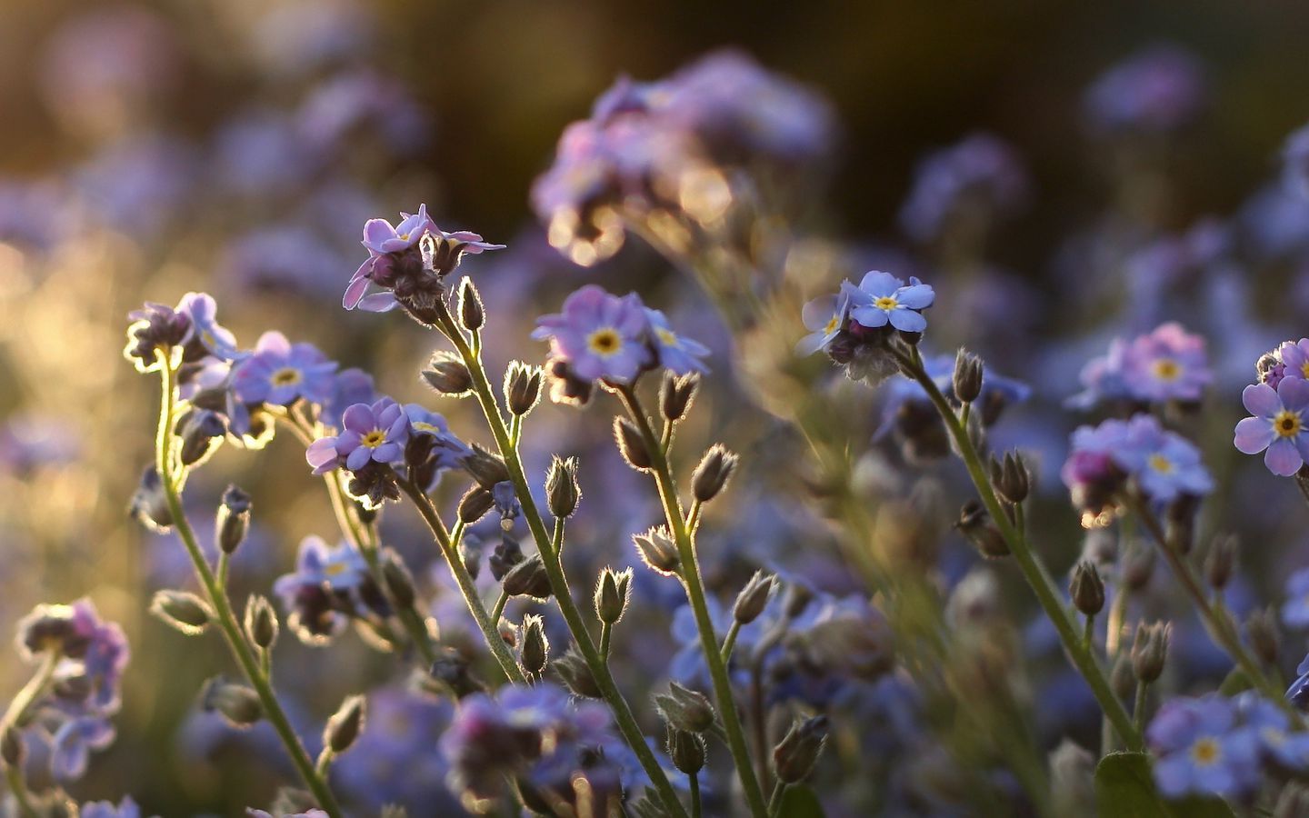 Forget Me Not Wallpapers - Top Free Forget Me Not Backgrounds ...