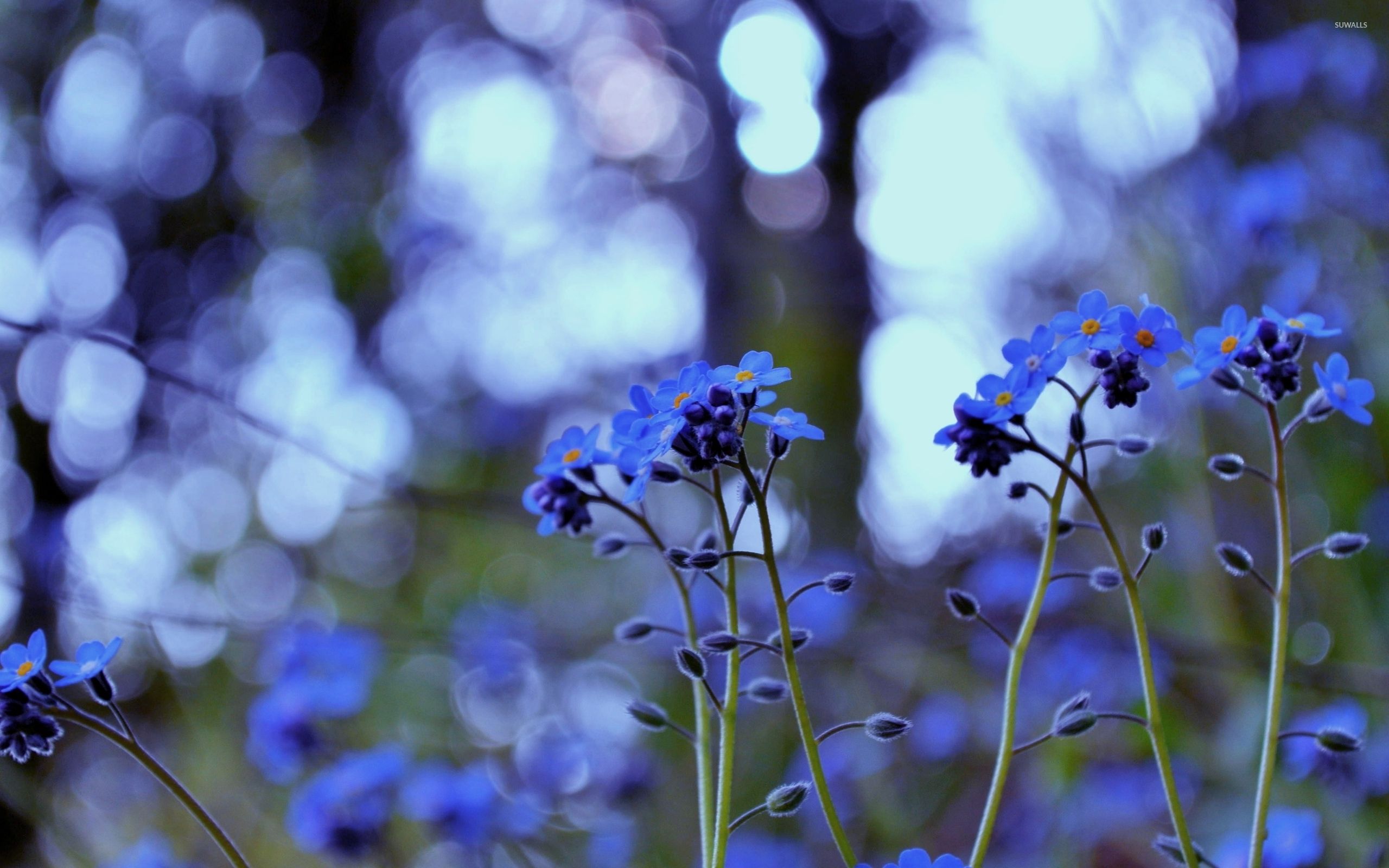 Forget Me Not Wallpapers - Top Free Forget Me Not Backgrounds ...