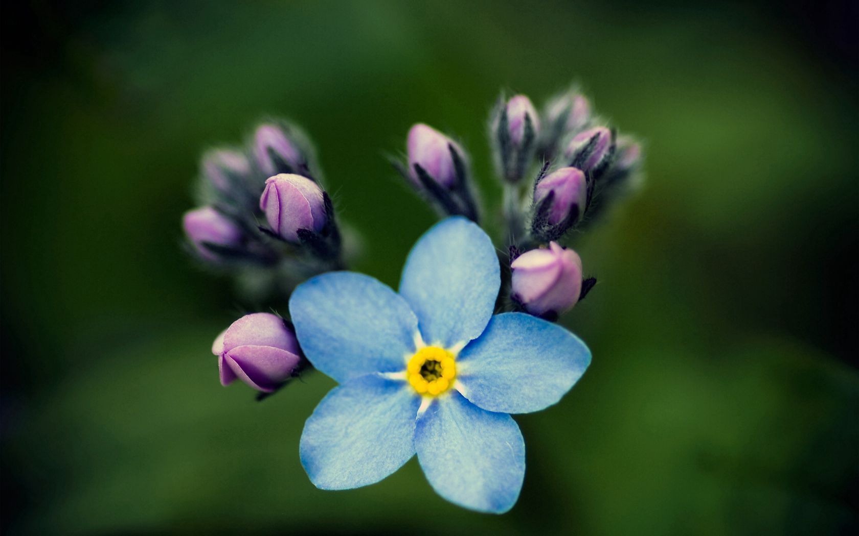 Forget Me Not Wallpapers - Top Free Forget Me Not Backgrounds ...